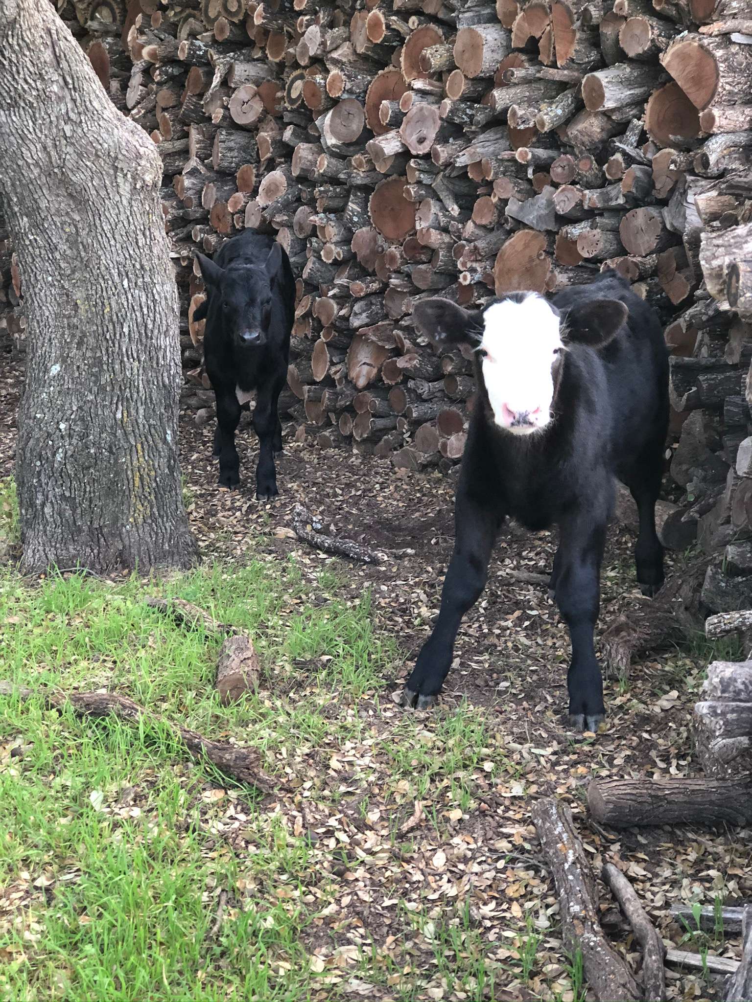 A Starry Night - Hipcamp in , Texas