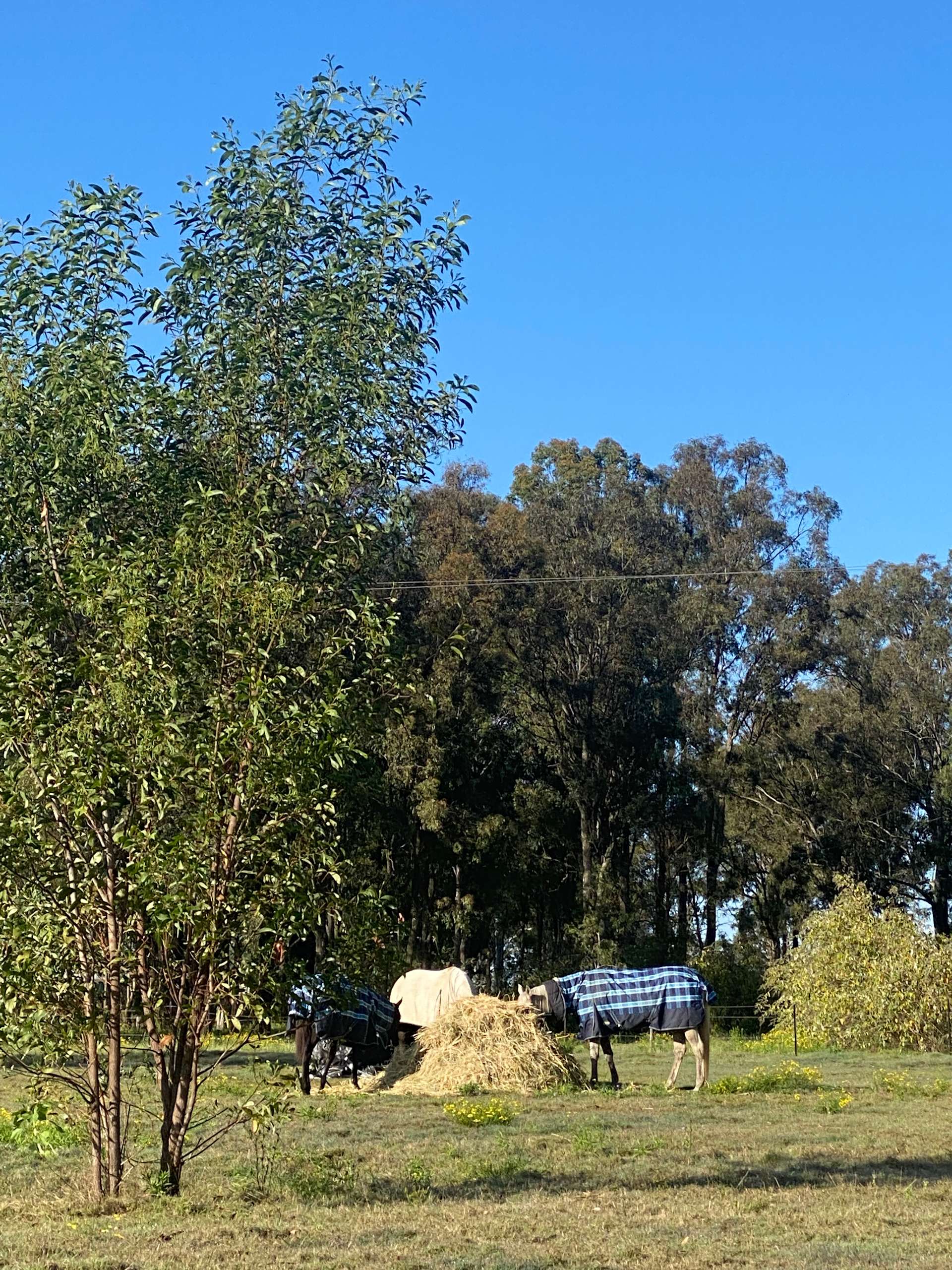 Poores Outback Property - Hipcamp in Mutdapilly, Queensland