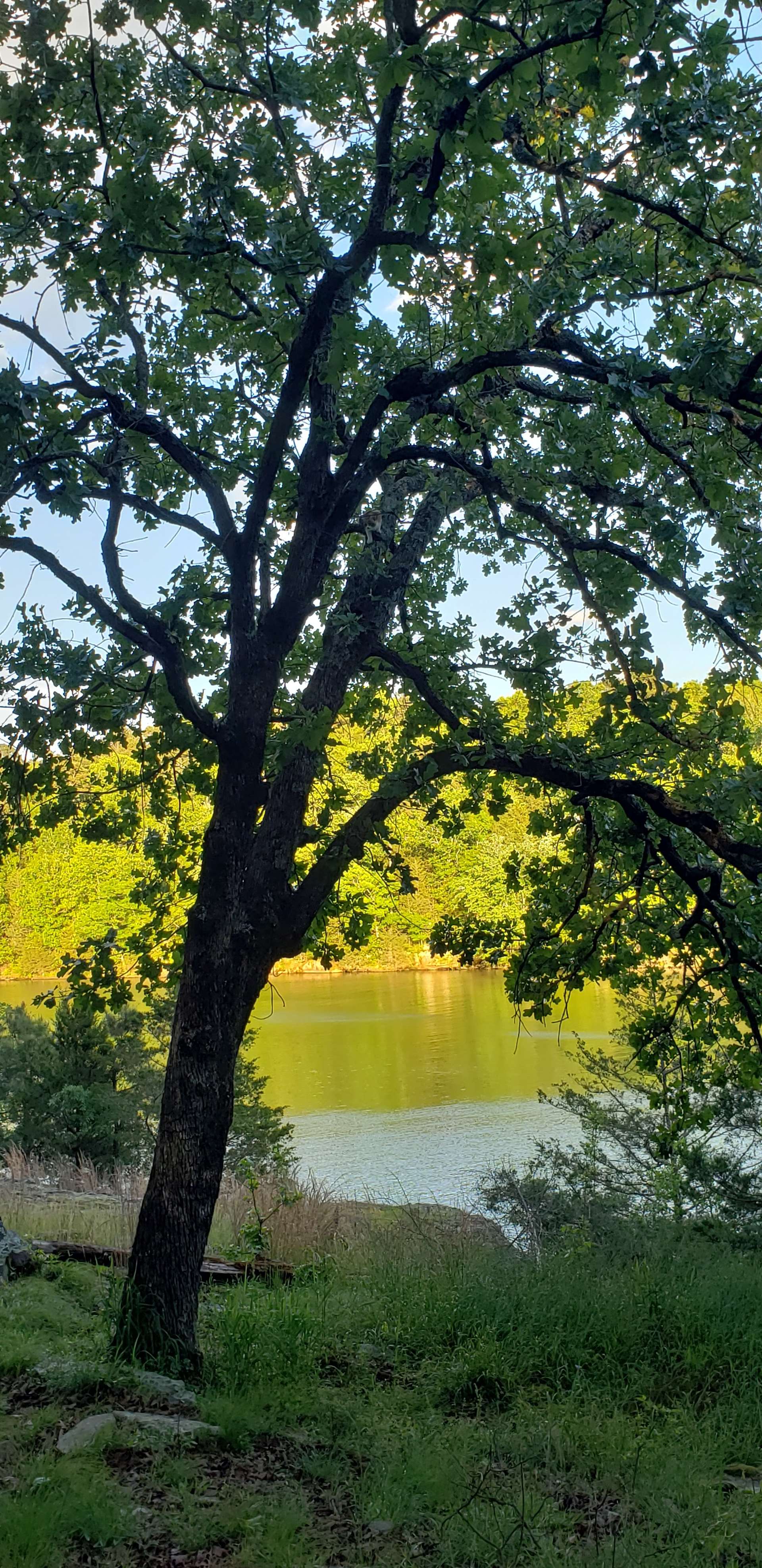 Earthella's Homestead - Hipcamp in Knoxville, Arkansas