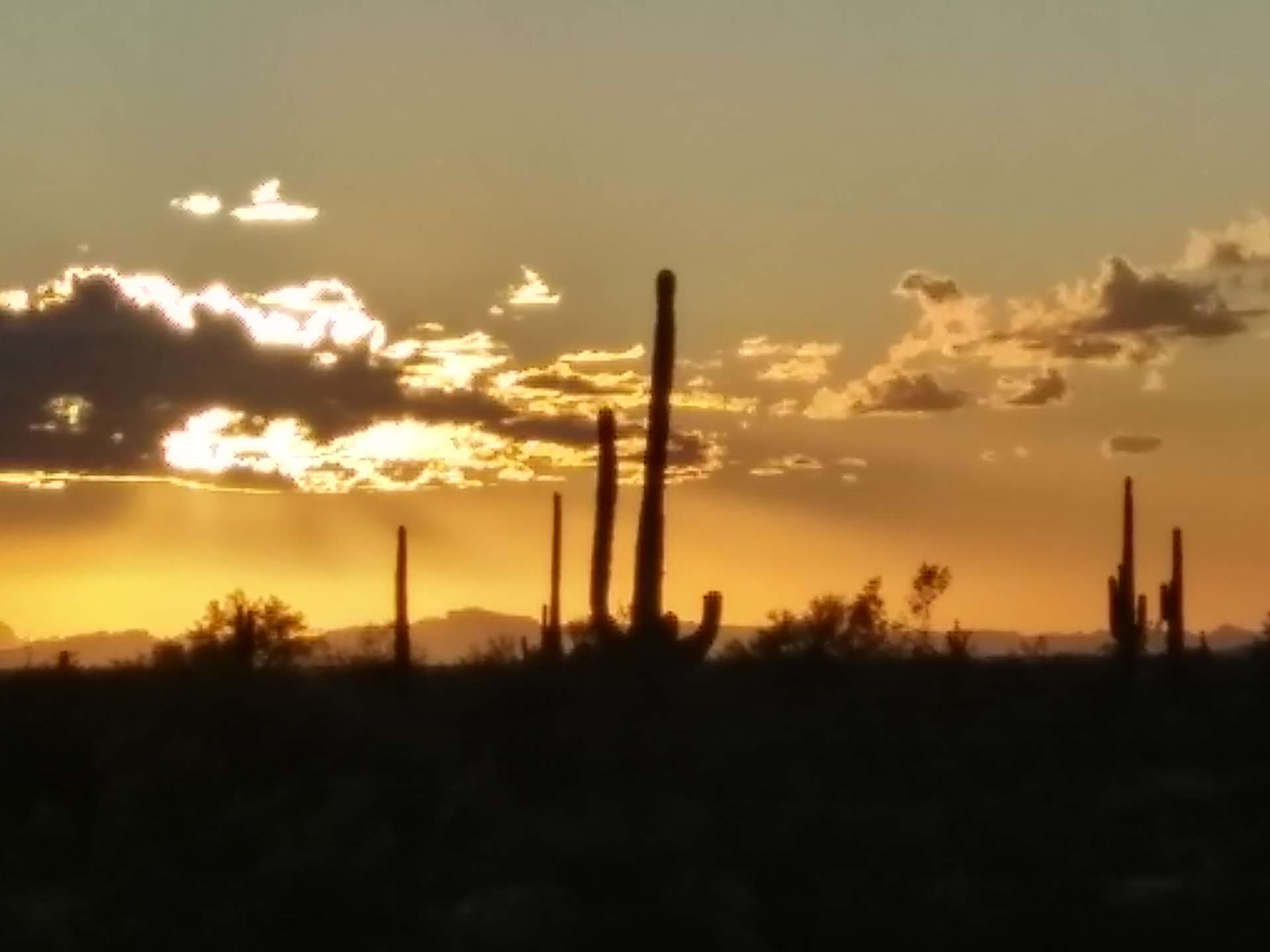 Wild Coyote Ranch - Hipcamp in Wittmann, Arizona