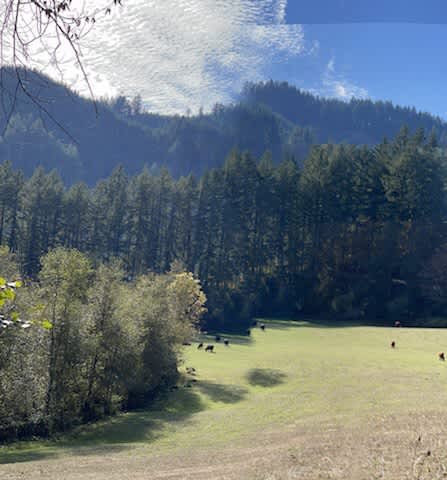 Camp Paradise Creek - Hipcamp in Elkton, Oregon