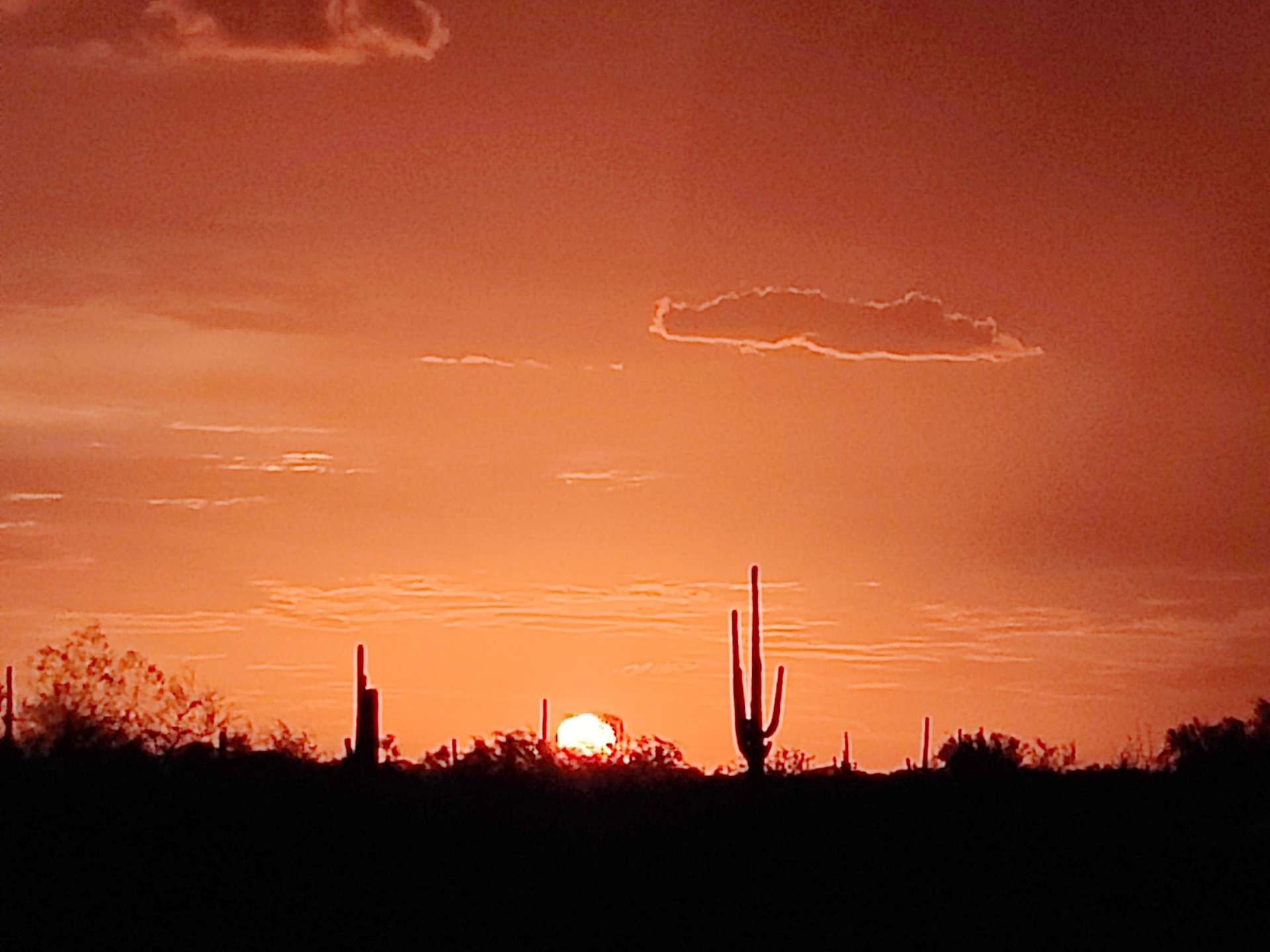 Wild Coyote Ranch - Hipcamp in Wittmann, Arizona