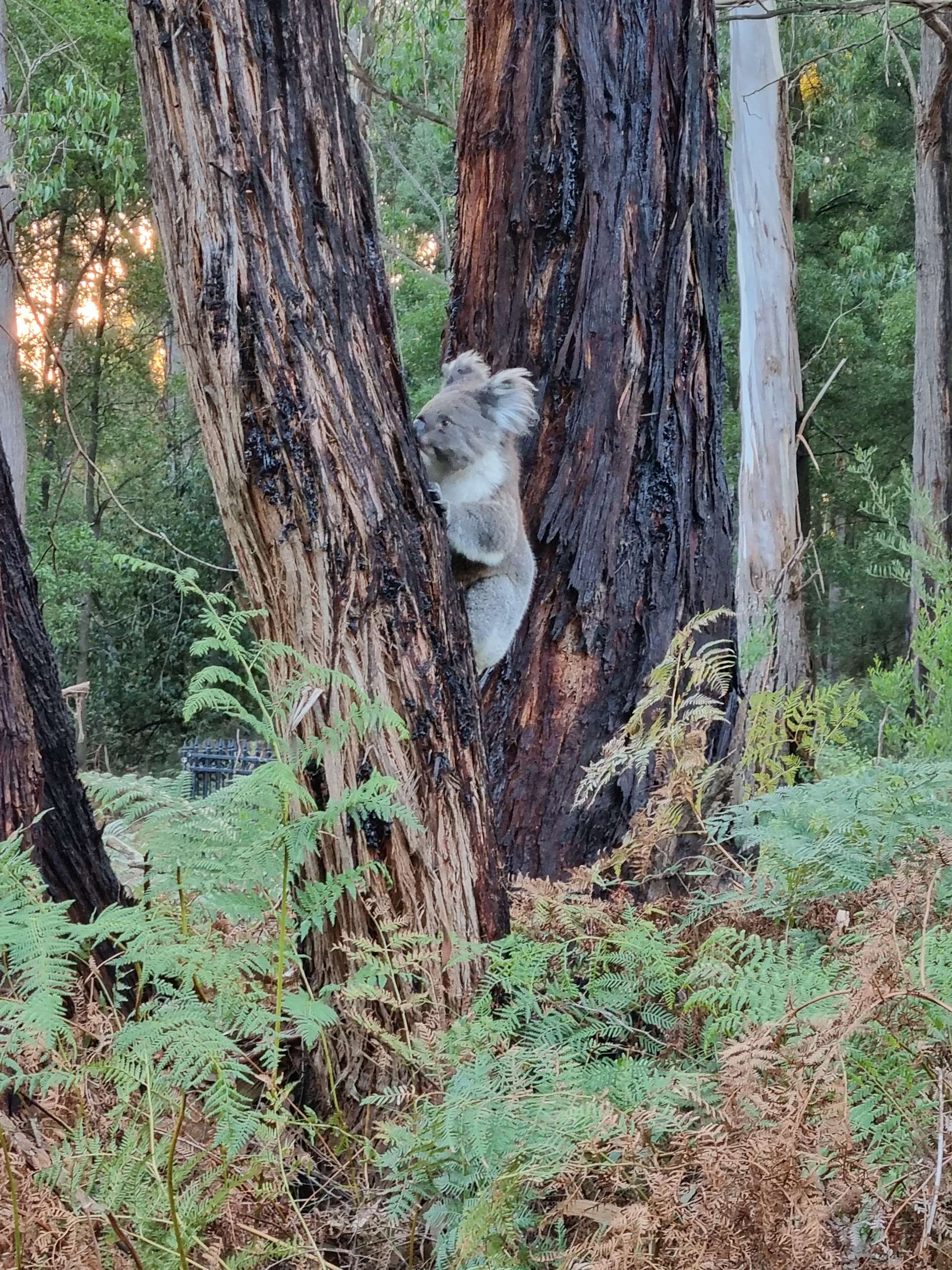 Goldane Bush Retreat - Hipcamp in Naringal East, Victoria