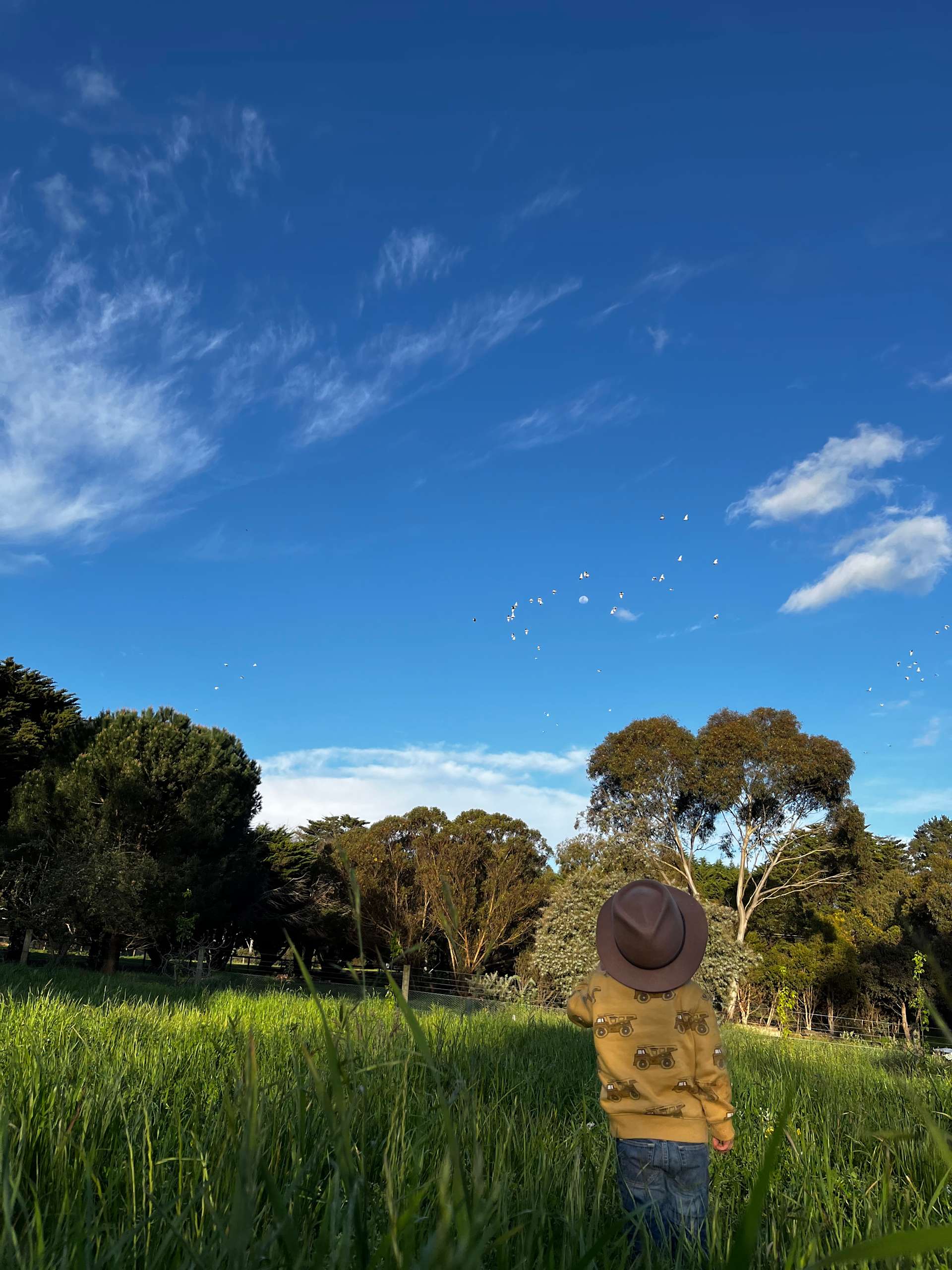 Middle of Somewhere - Hipcamp in Inverleigh, Victoria