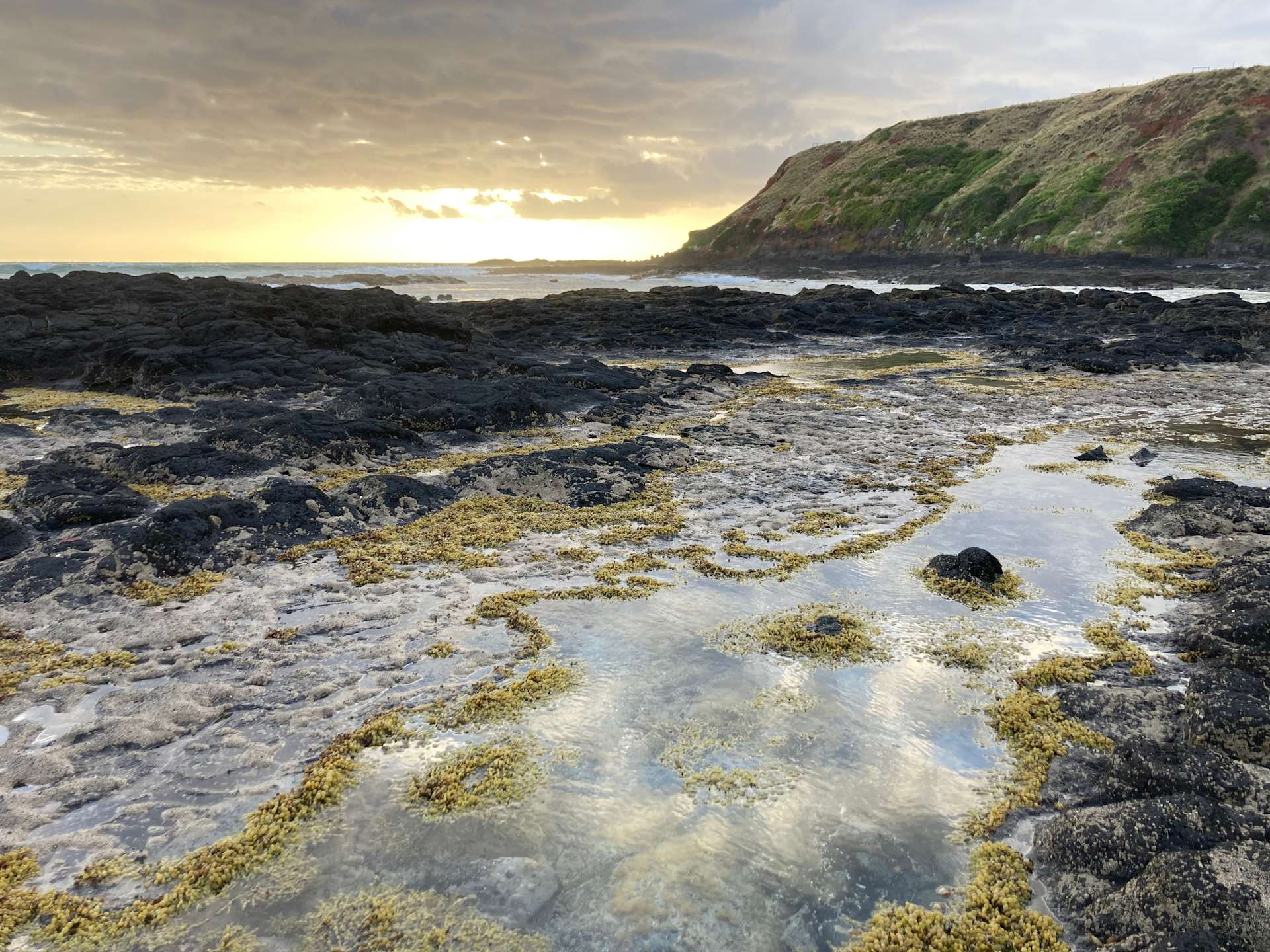 Berry's Beach Farm, Phillip Island - Hipcamp in Ventnor, Victoria