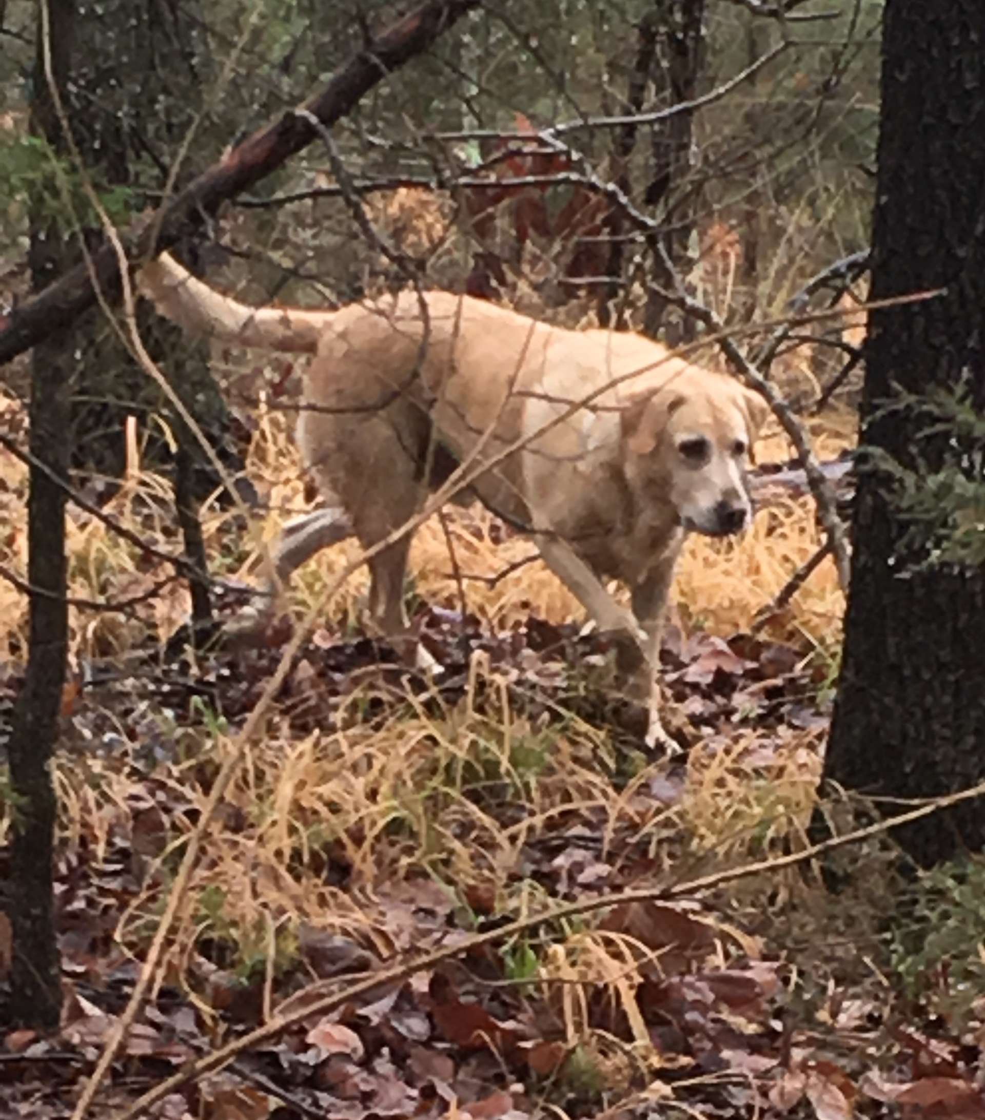 Camp Coyote - Hipcamp in Toco, Texas