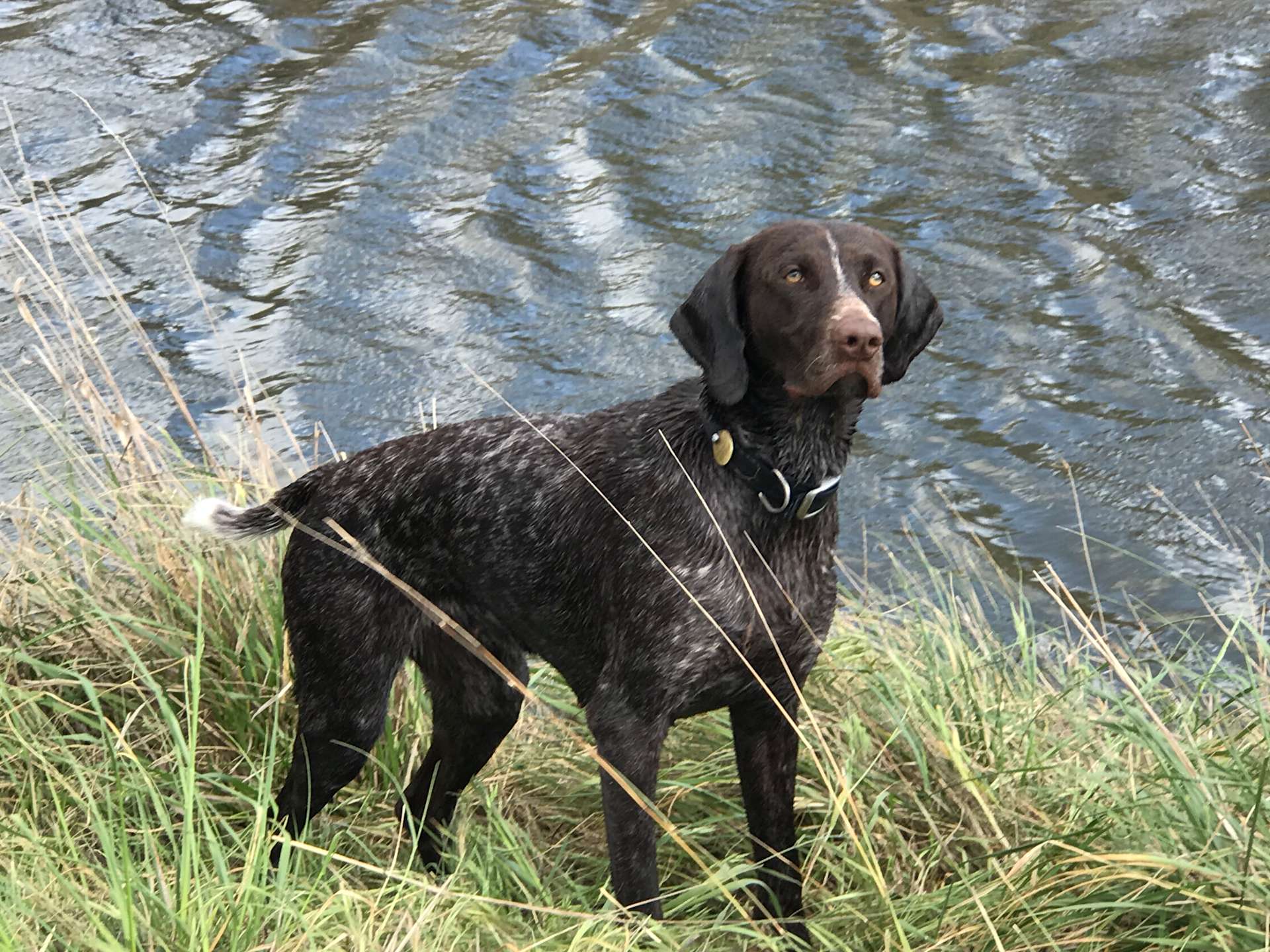 Wimmera Hub - Hipcamp in Pimpinio, Victoria