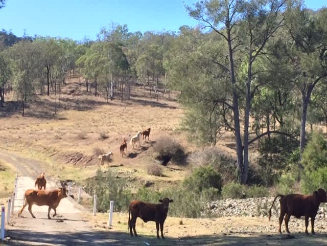 Gibbarnee - Hipcamp in Mount Stanley, Queensland