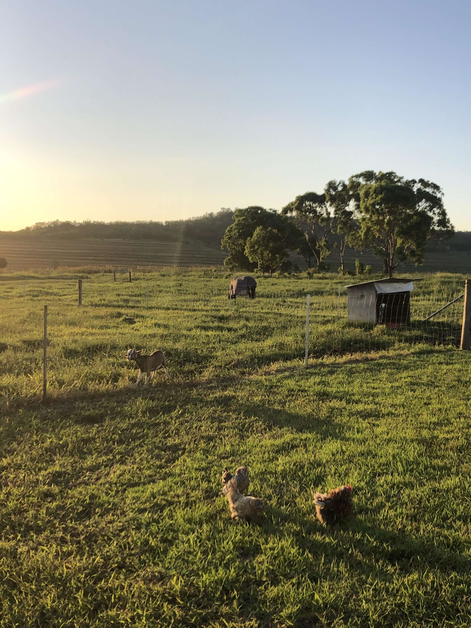 Duchess Farm (Cabin + Tents/Vans) - Hipcamp in Nobby, Queensland