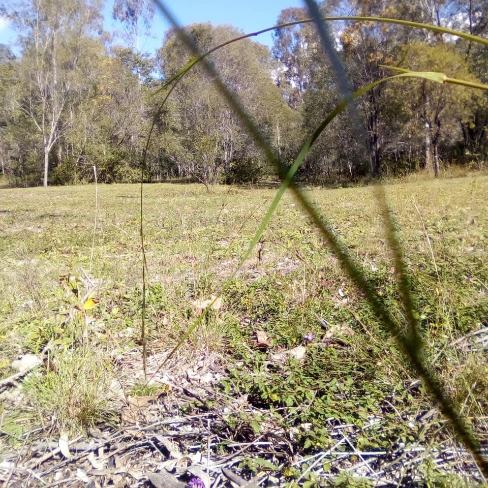 Reed's Residence - Hipcamp in Boompa, Queensland