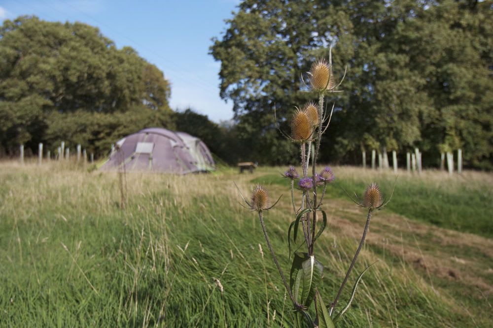 Secret Garden Campsite Lewes | Fasci Garden