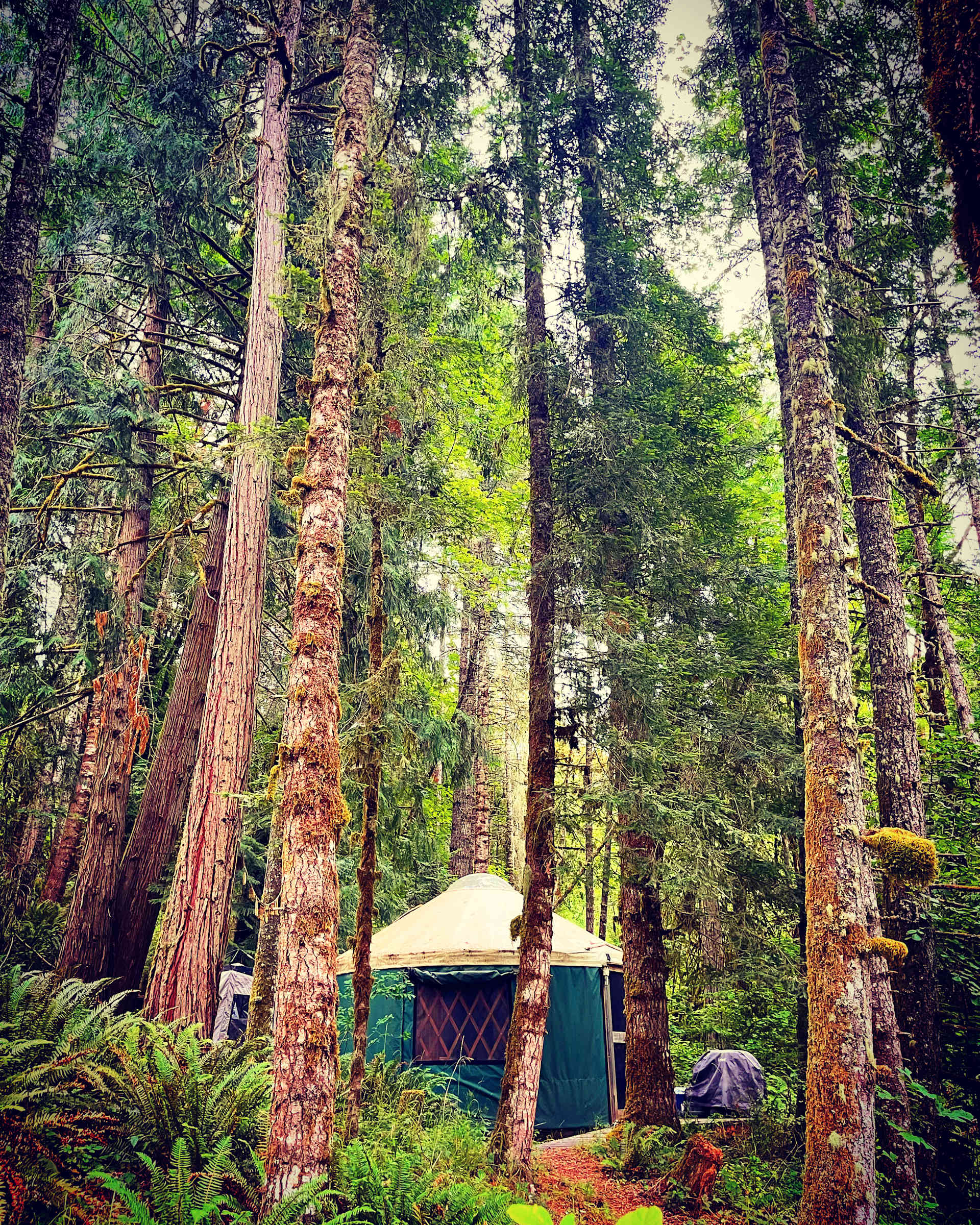 Discover the best yurt rentals in Oregon
