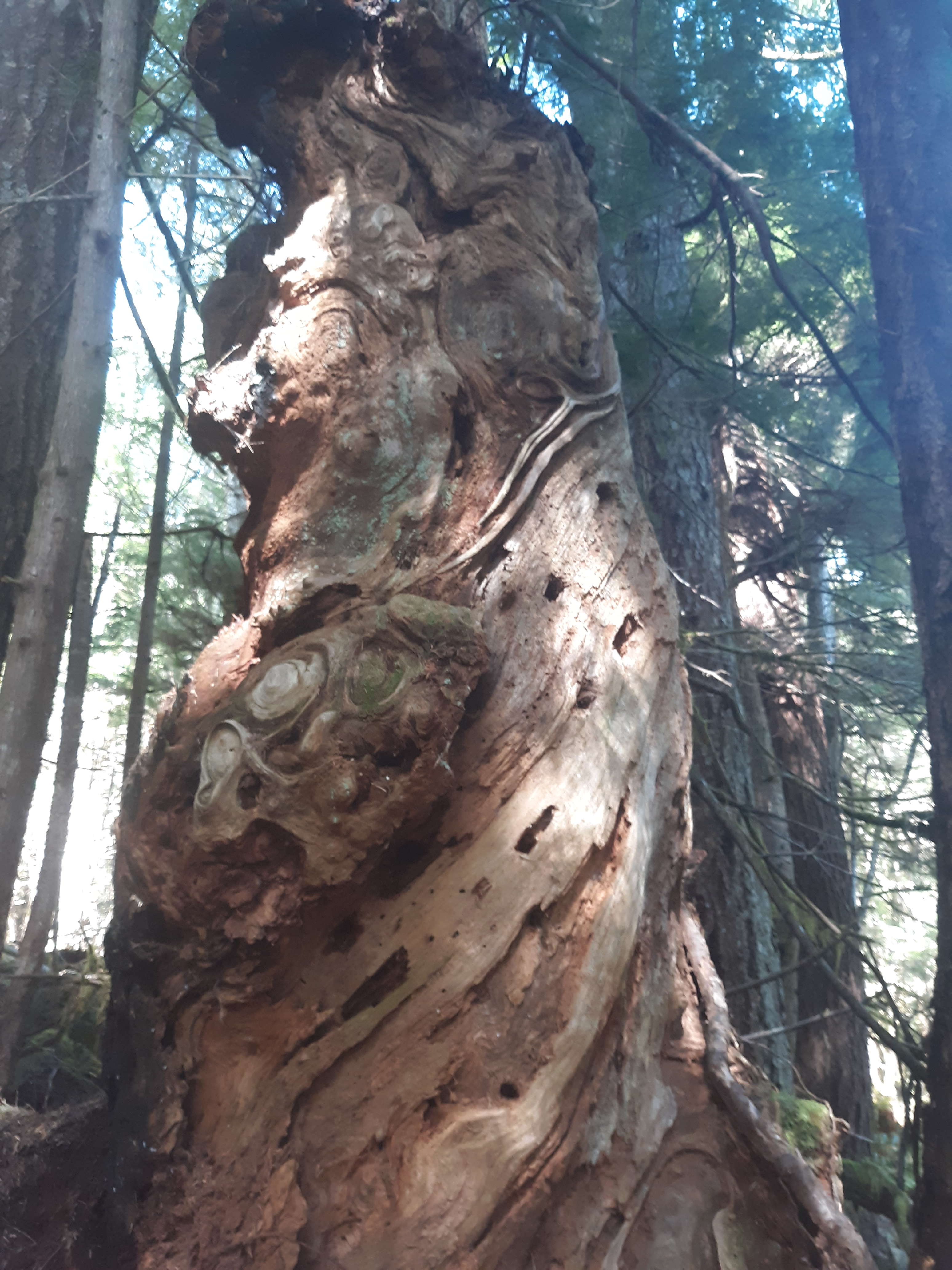 sol duc rainforest retreat - Hipcamp in Port Angeles, Washington