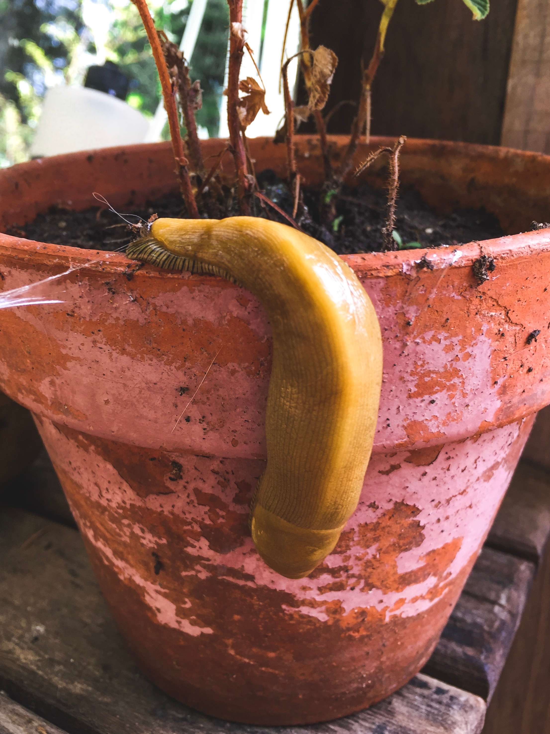 Baby Banana Slug Farm - Hipcamp in Albion, California