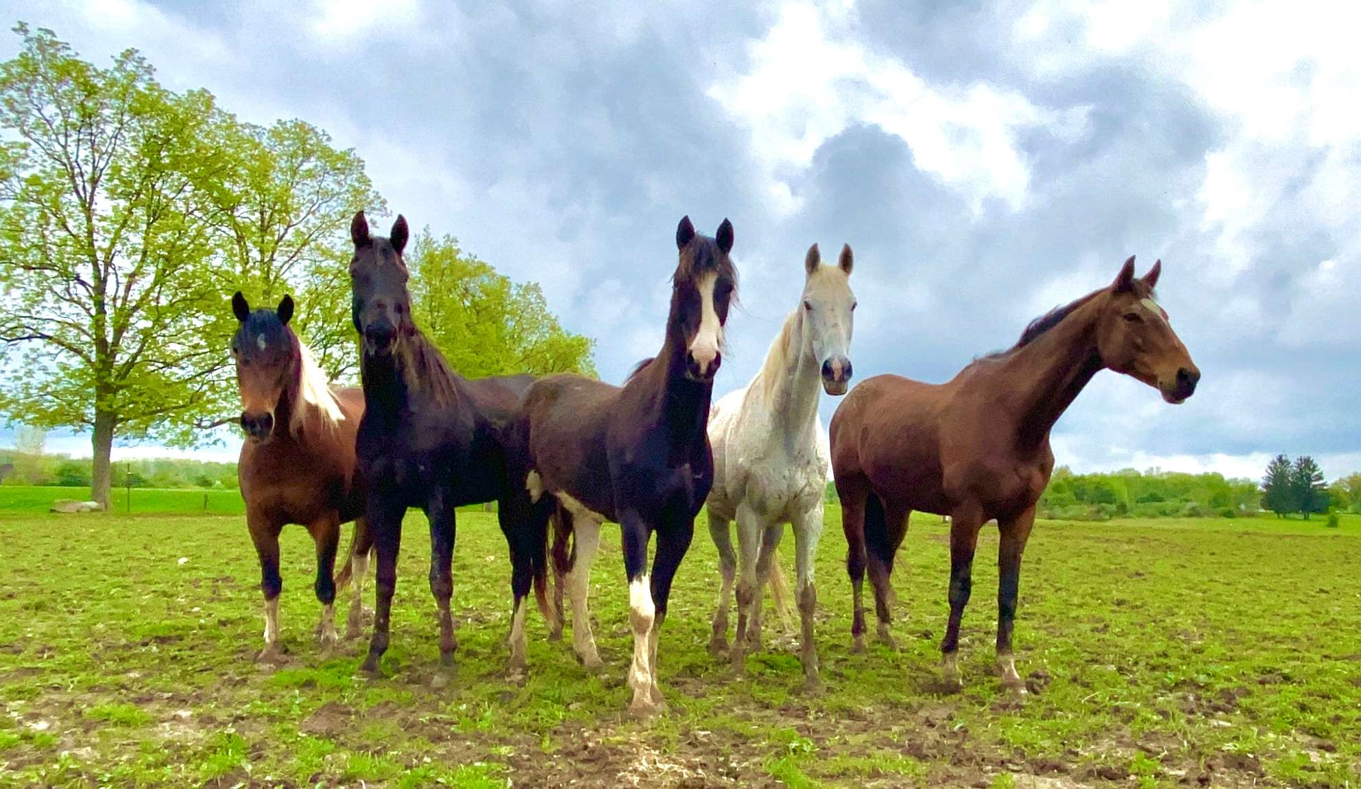 Tails and Trails Horse Farm - Hipcamp in Adrian, Michigan