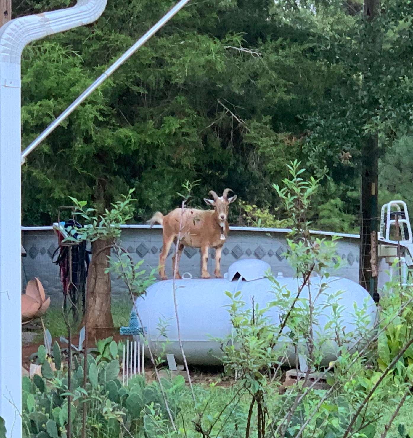 Goat Camp - Hipcamp in Jackson, Georgia
