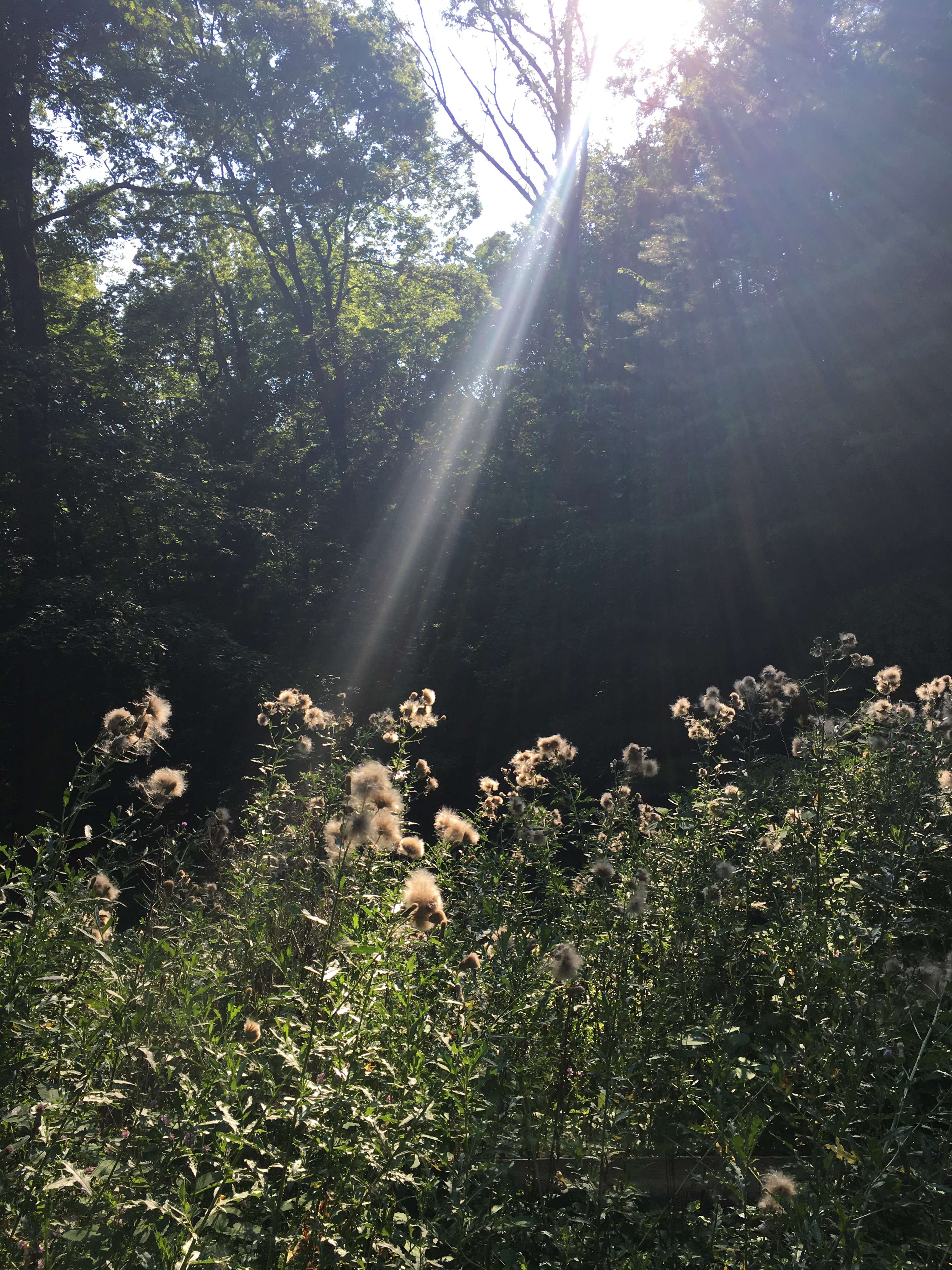 Hemlock & Hobbit Forest - Hipcamp in Akron, Ohio