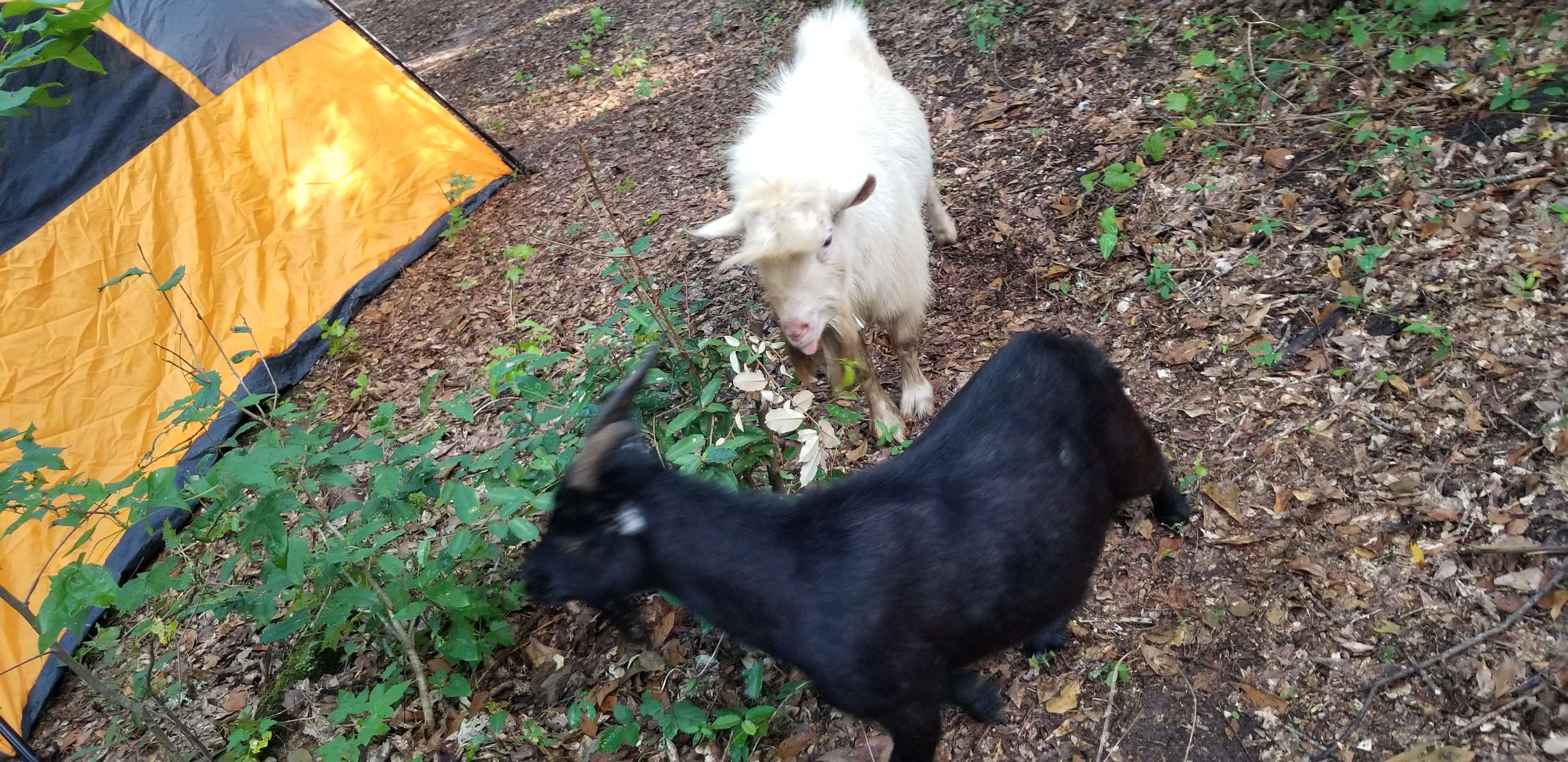 Goat Camp - Hipcamp in Jackson, Georgia