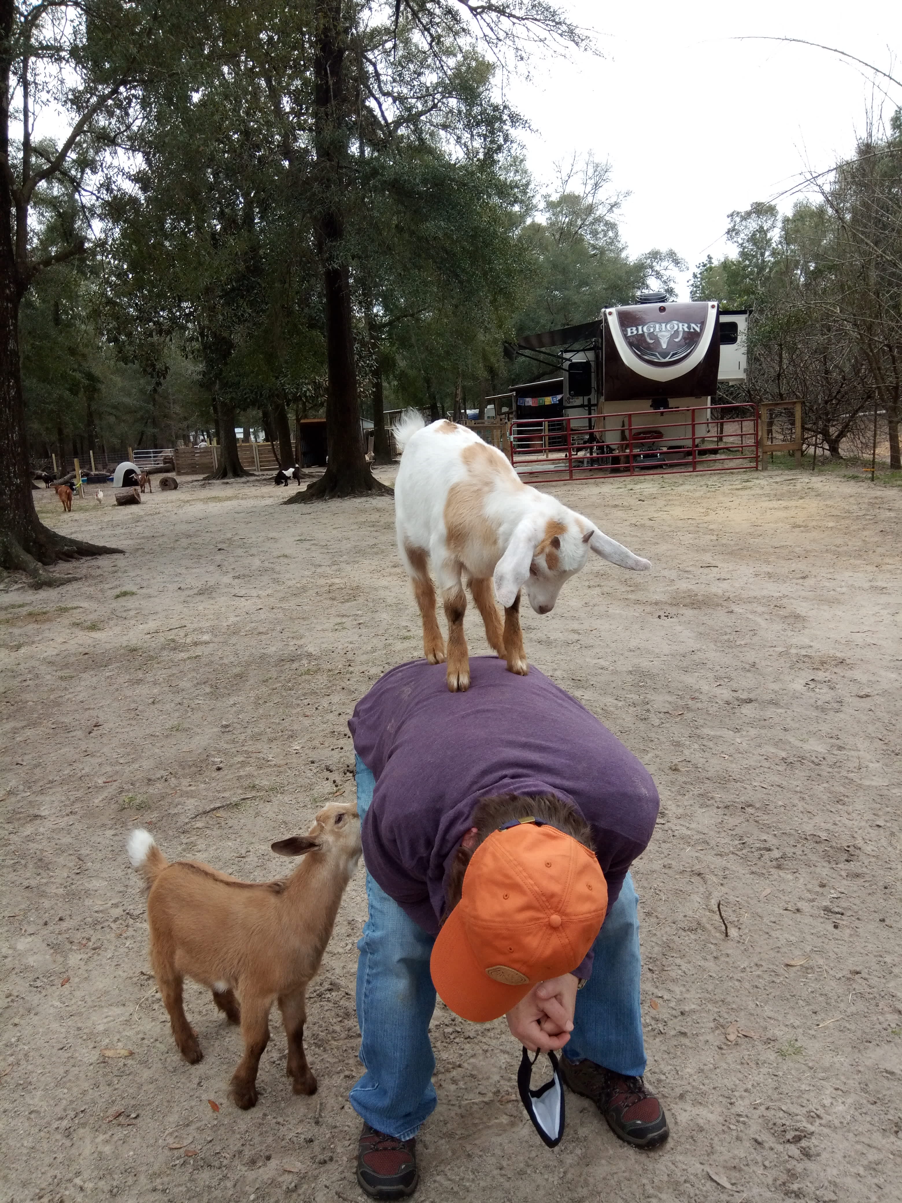 Goat House Farm - Hipcamp in Tallahassee, Florida