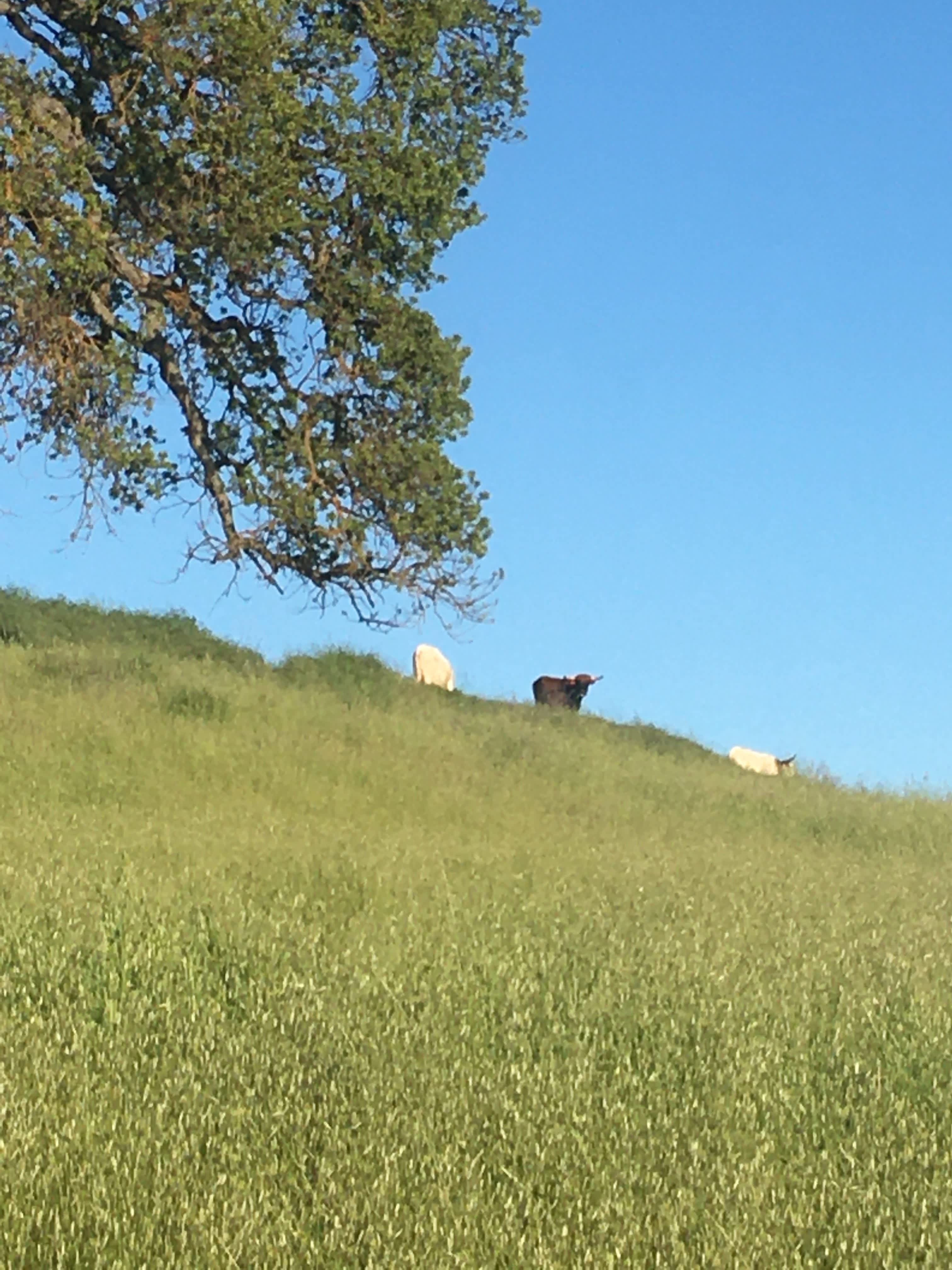 Maverick Hill Ranch - Hipcamp in Templeton, California