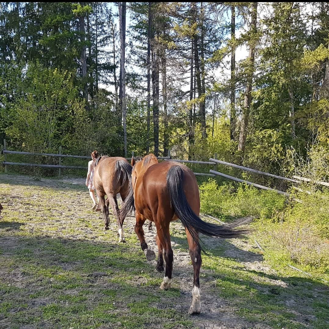 Forest and Sunshine Fields - Hipcamp in Fauquier, British Columbia