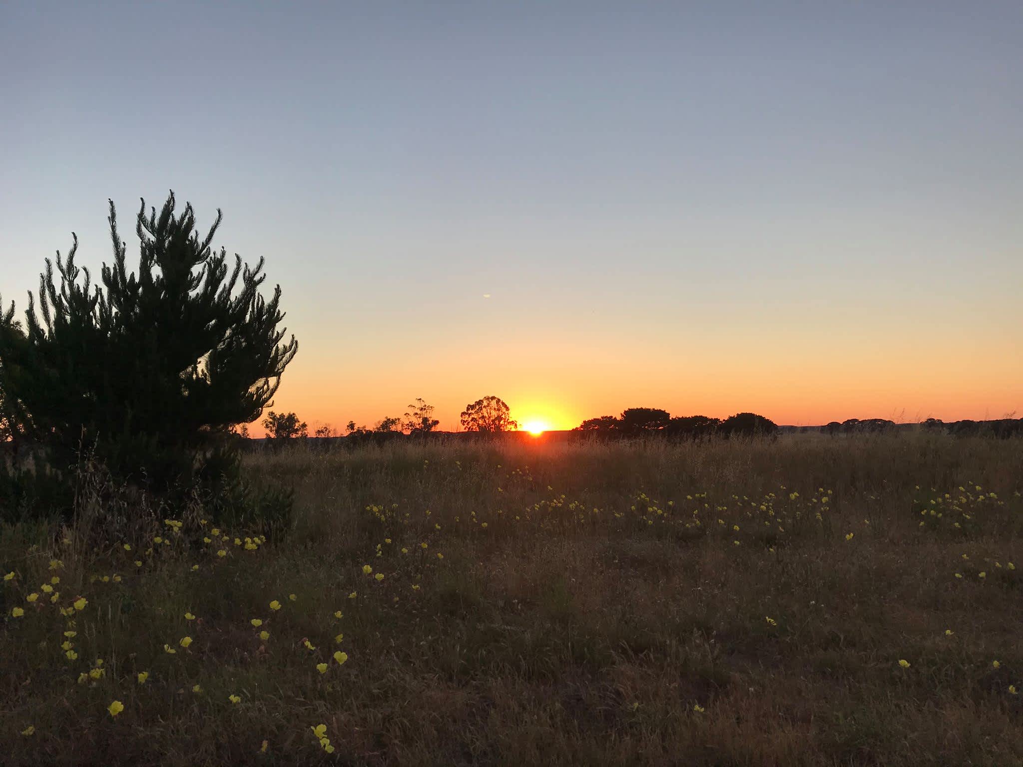 Pine Ridge - Hipcamp in Yahl, South Australia