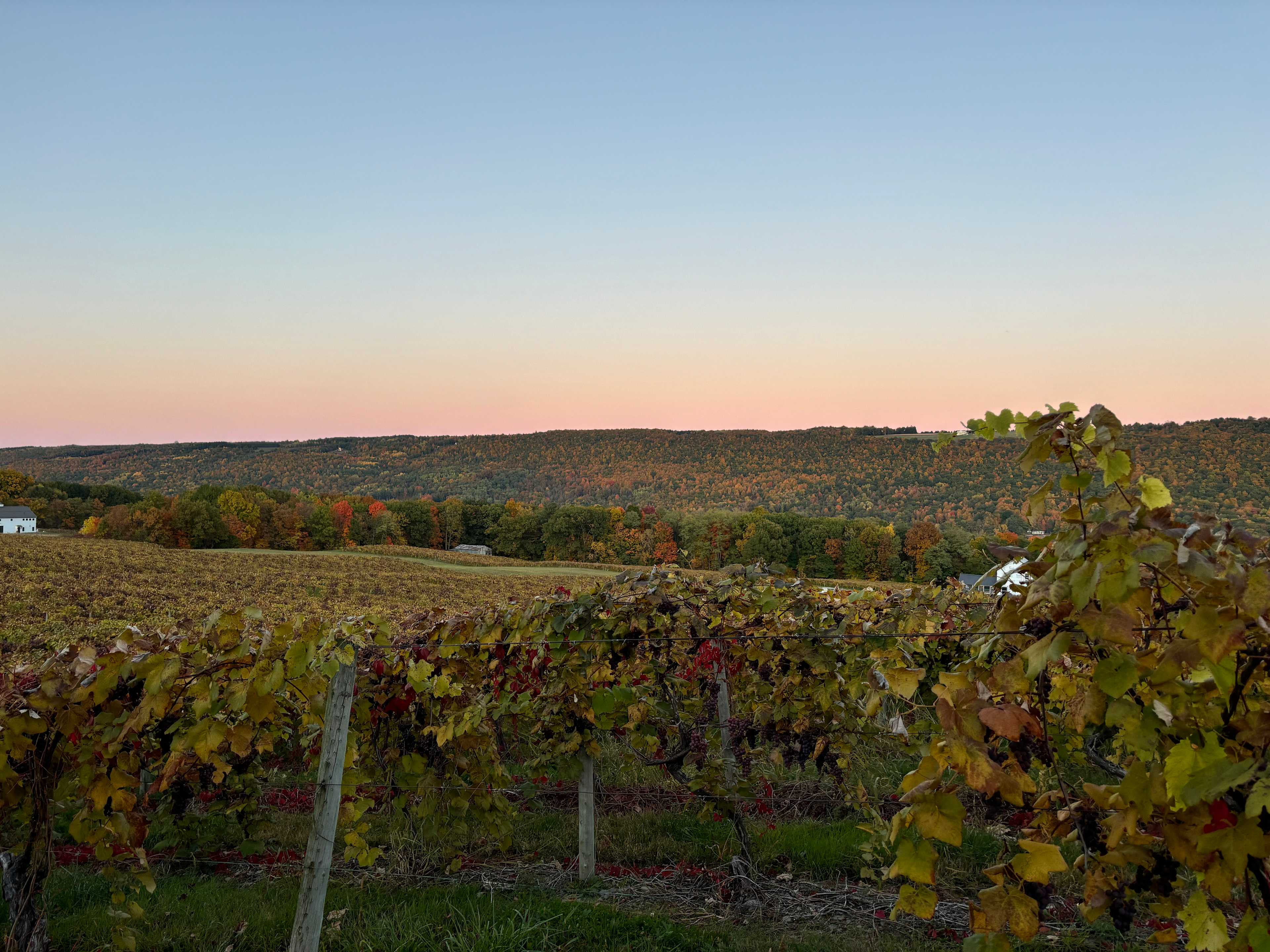Grapevine Getaway At Ryan Vineyards - Hipcamp in Pulteney, New York