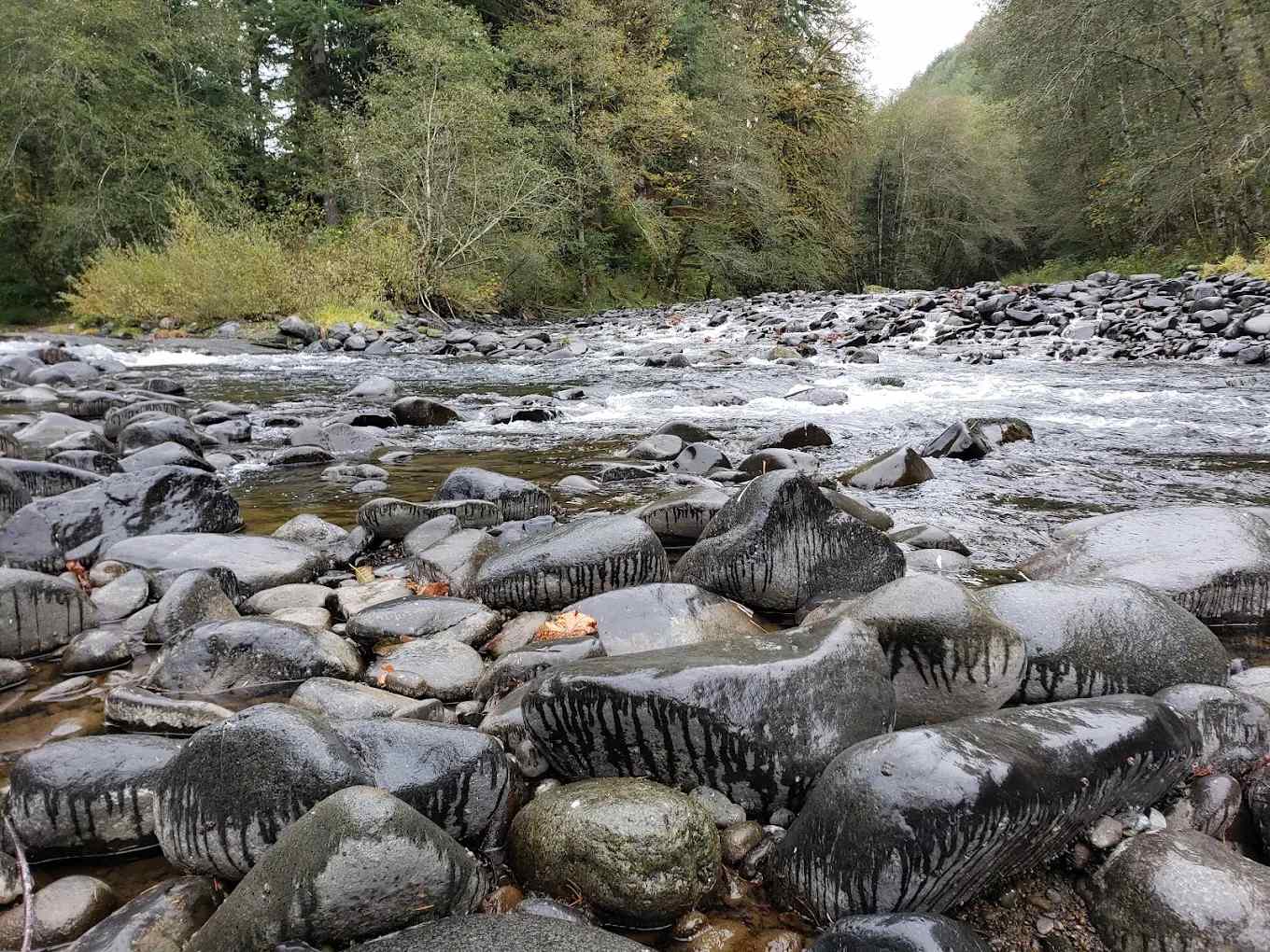 Trask River County Park - Hipcamp in Tillamook, Oregon