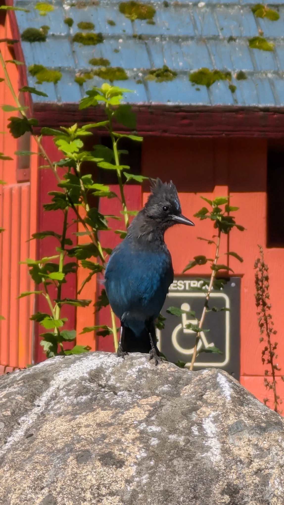 Alice Creek Campground - Hipcamp in North Bend, Washington