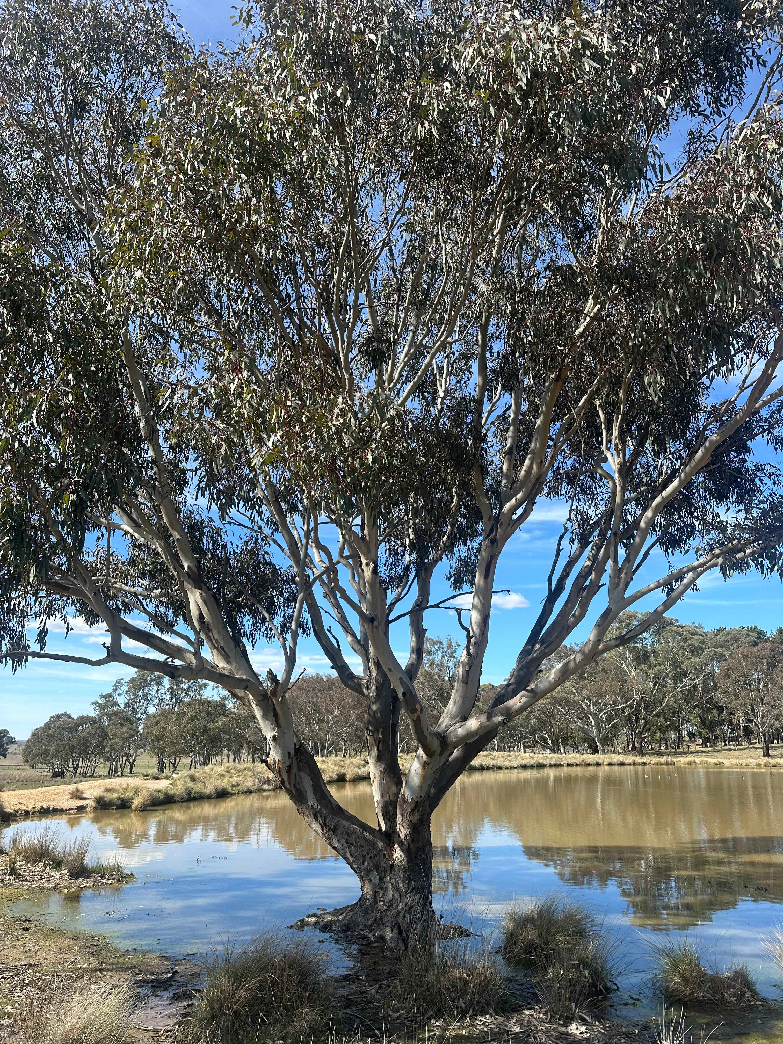 Camping Near Canberra, ACT, AU: 12 Best Campgrounds 2025 | Hipcamp