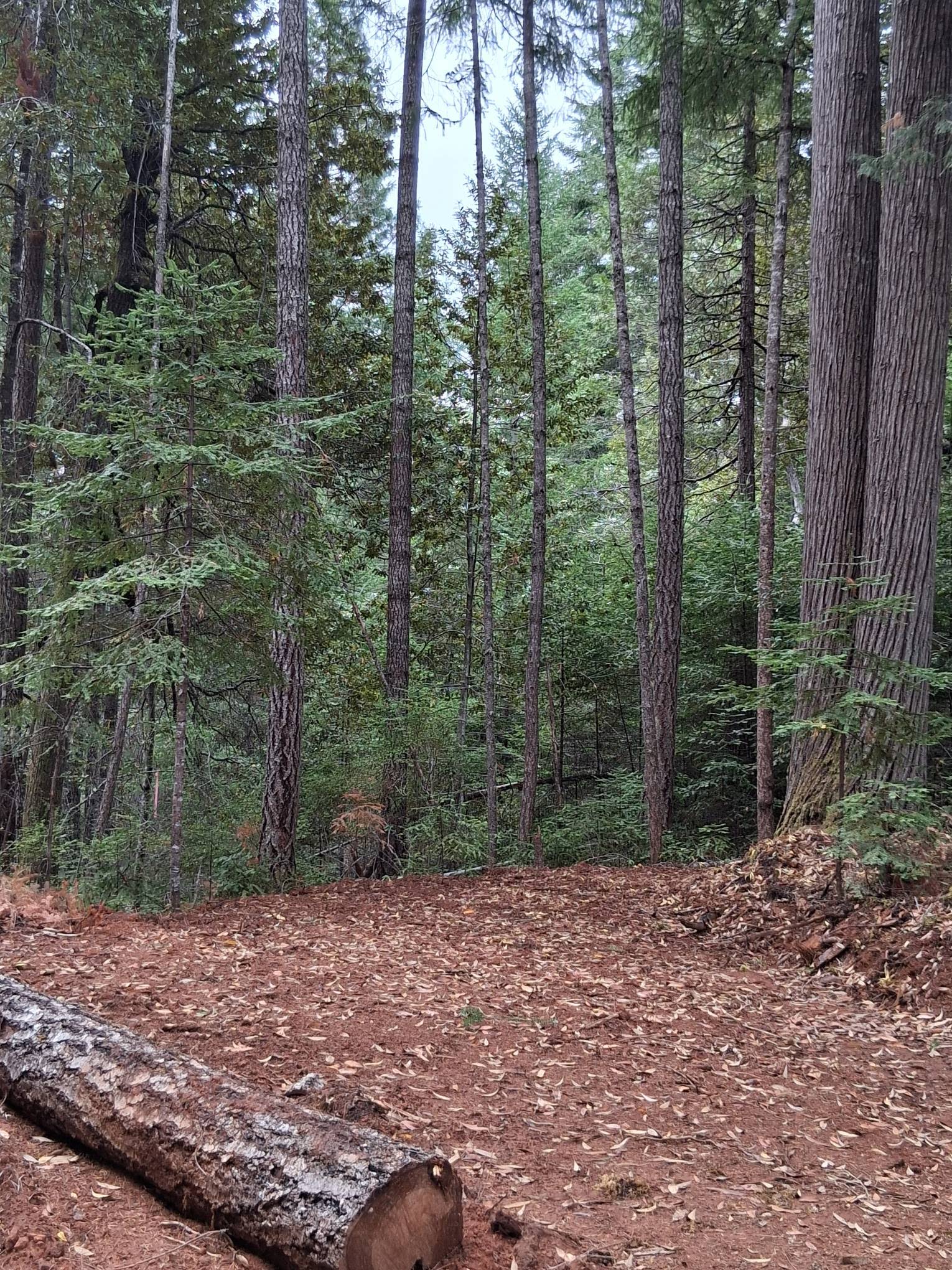 The Real Kind Of Forest Camping - Hipcamp in Camas Valley, Oregon