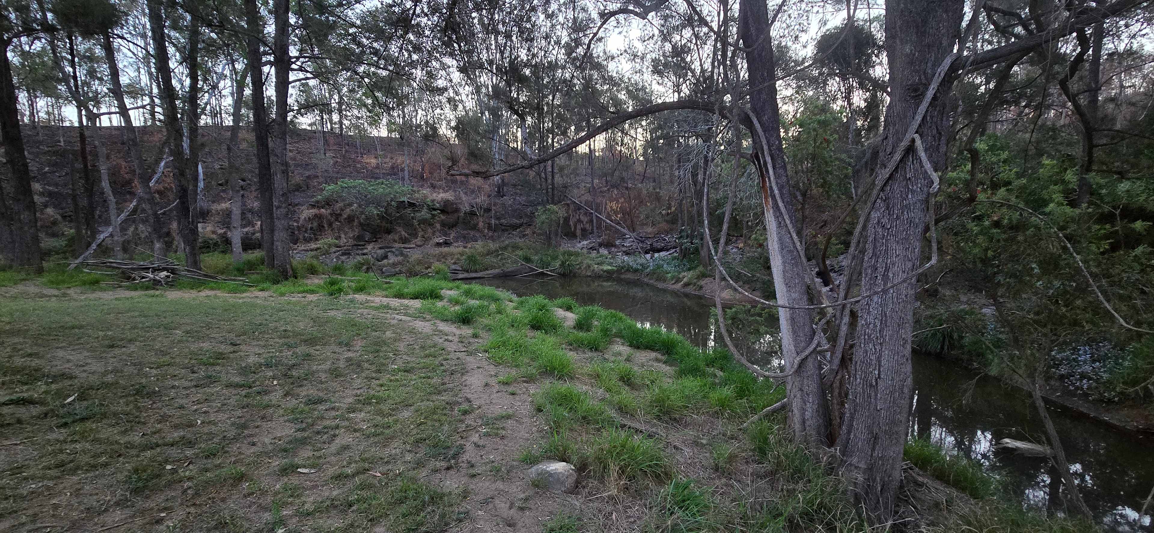 The best dog-friendly campgrounds in Queensland