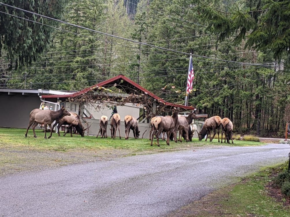 Cove RV Park - Hipcamp in Brinnon, Washington