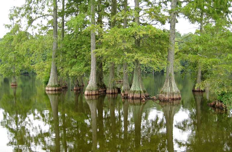 State Parks in Delaware - Best Campgrounds | Hipcamp