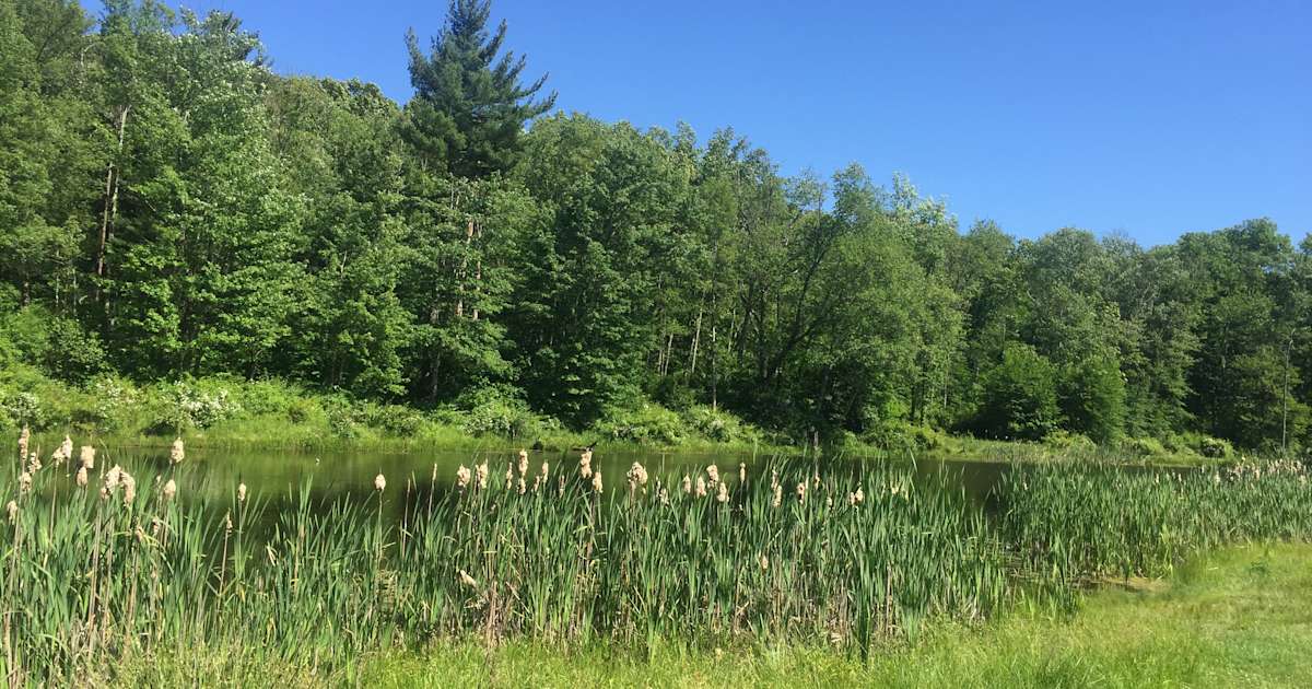 Shotwell Campground in Stokes State Forest, New Jersey: Reviews and ...
