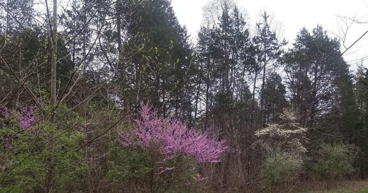 Camping in Red River Gorge: The 20 Best Campgrounds - Hipcamp