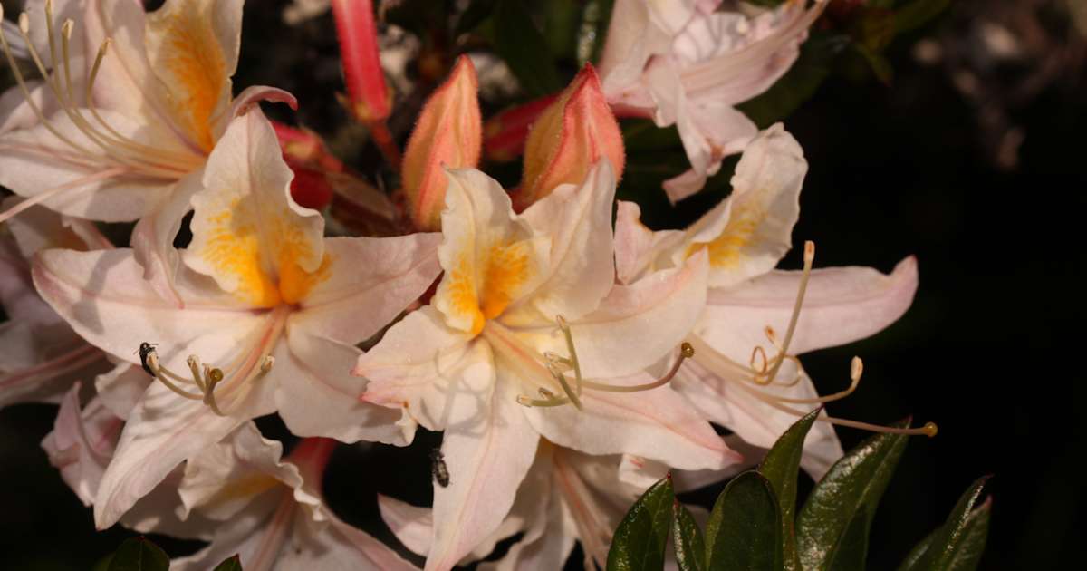 Best Camping in and near Azalea State Natural Reserve