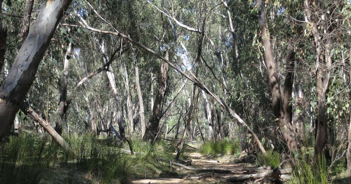 Best Camping in and near Yarrie Lake