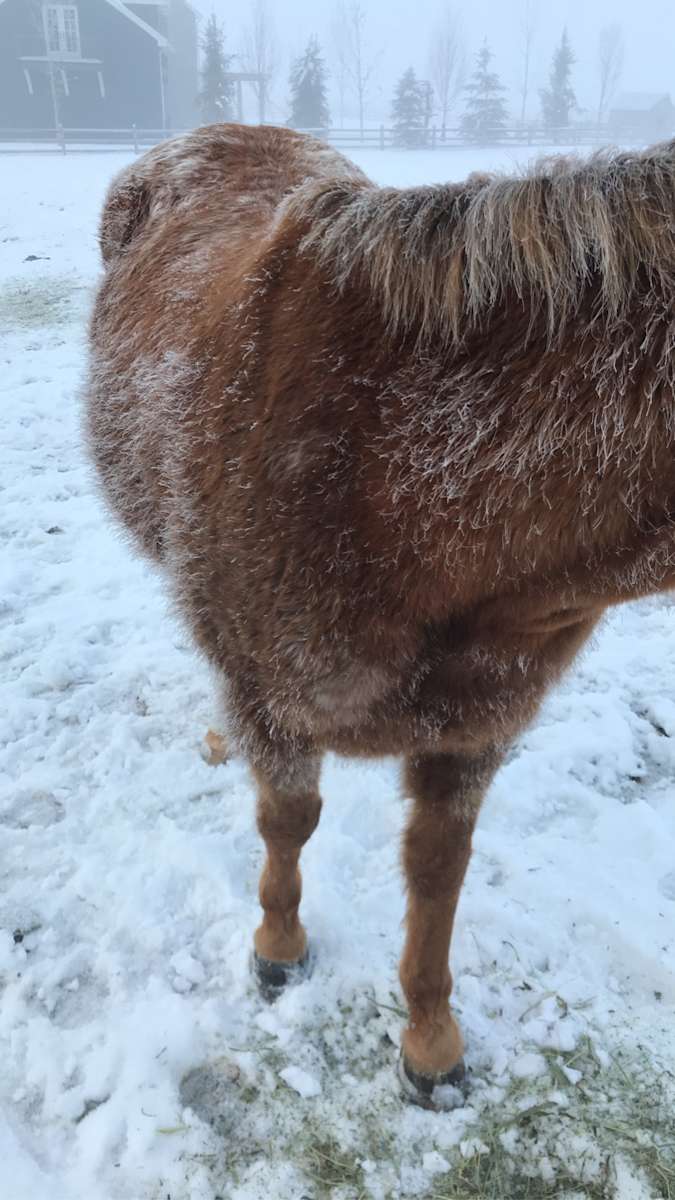 Gentry M.’s Land - Hipcamp in Daniel, Utah