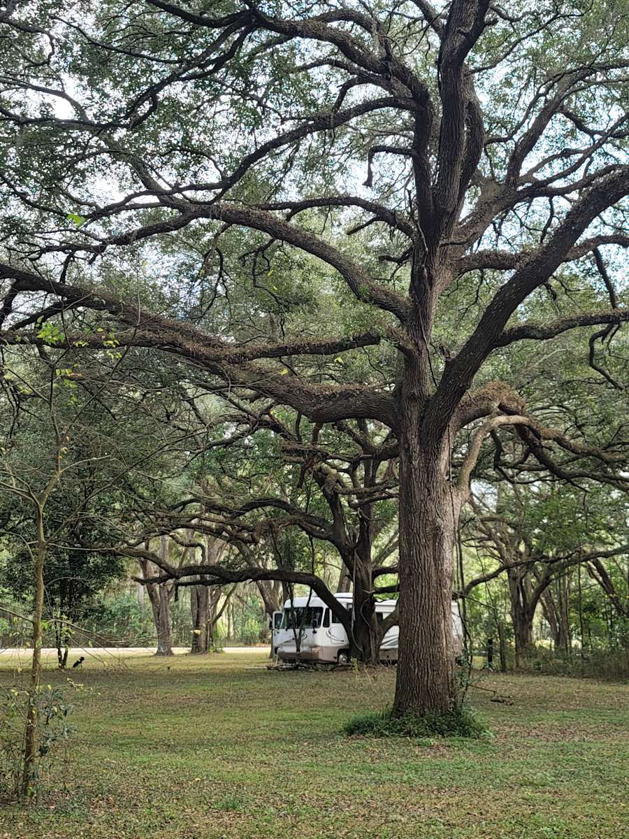 Enchanted Oak Paradise - Hipcamp in Morriston, Florida
