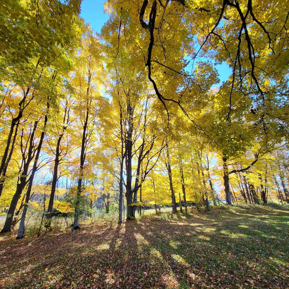 Maple Valley Farm - Hipcamp in Empire, Michigan
