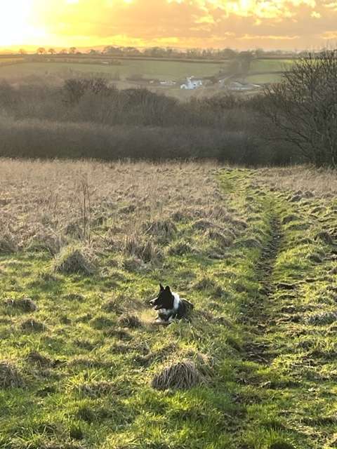 Northcombe Farm Shepherds Hut - Hipcamp in Beaworthy, England