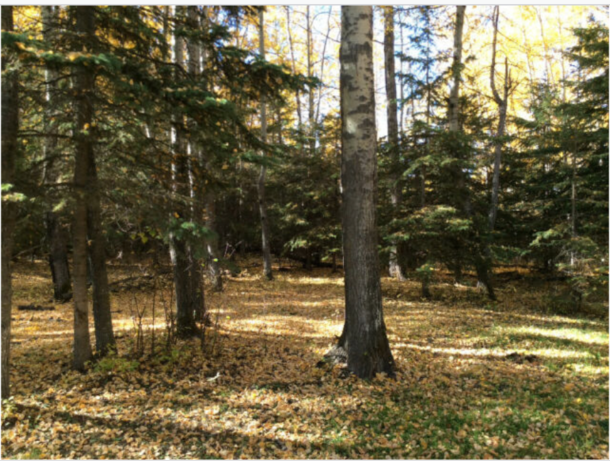 SPRUCE RIDGE AT HEATHER DOWNS - Hipcamp in Edmonton, Alberta