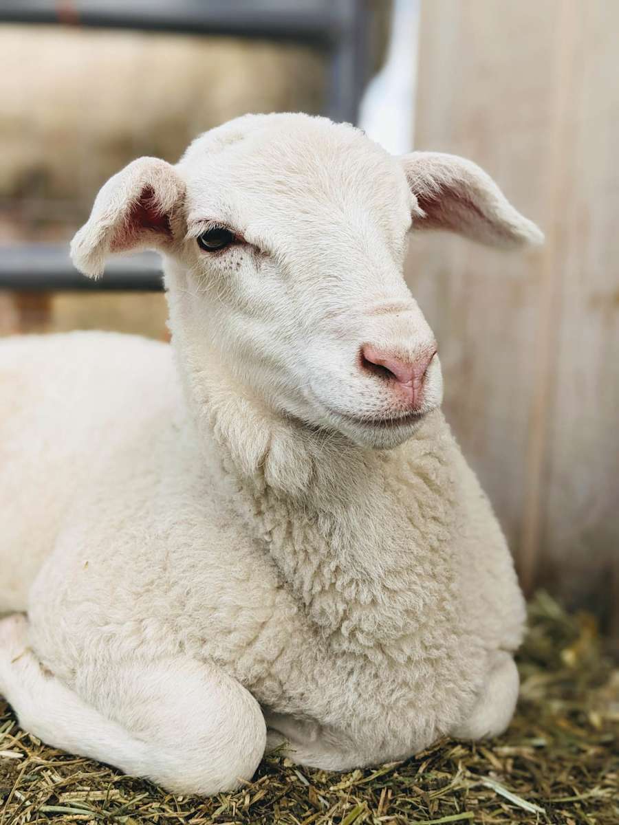 Little Bit Farm - Hipcamp in Stevensville, Montana