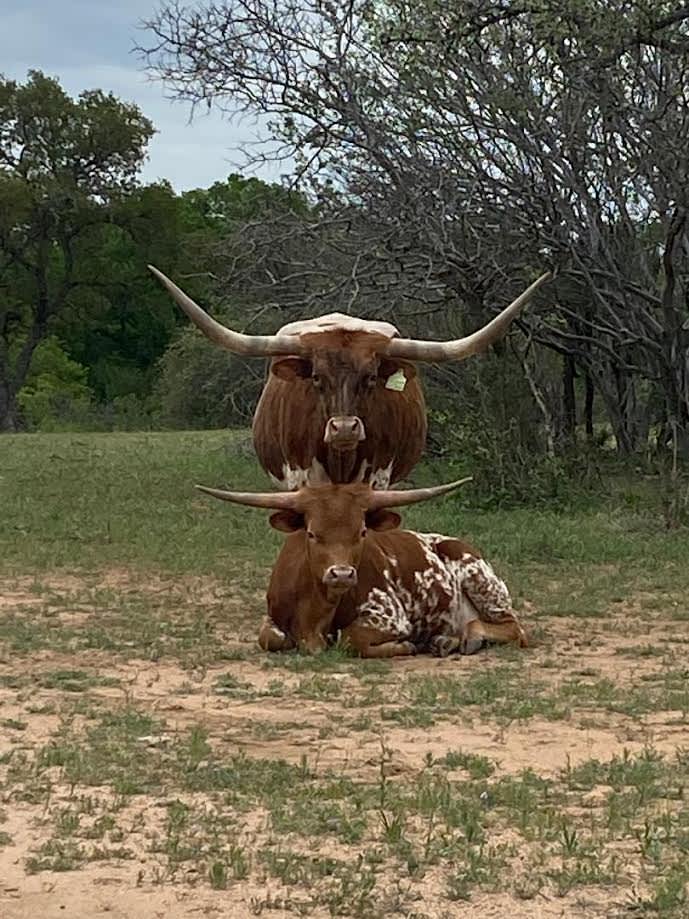 Down Horn Ranch - Hipcamp in Llano, Texas