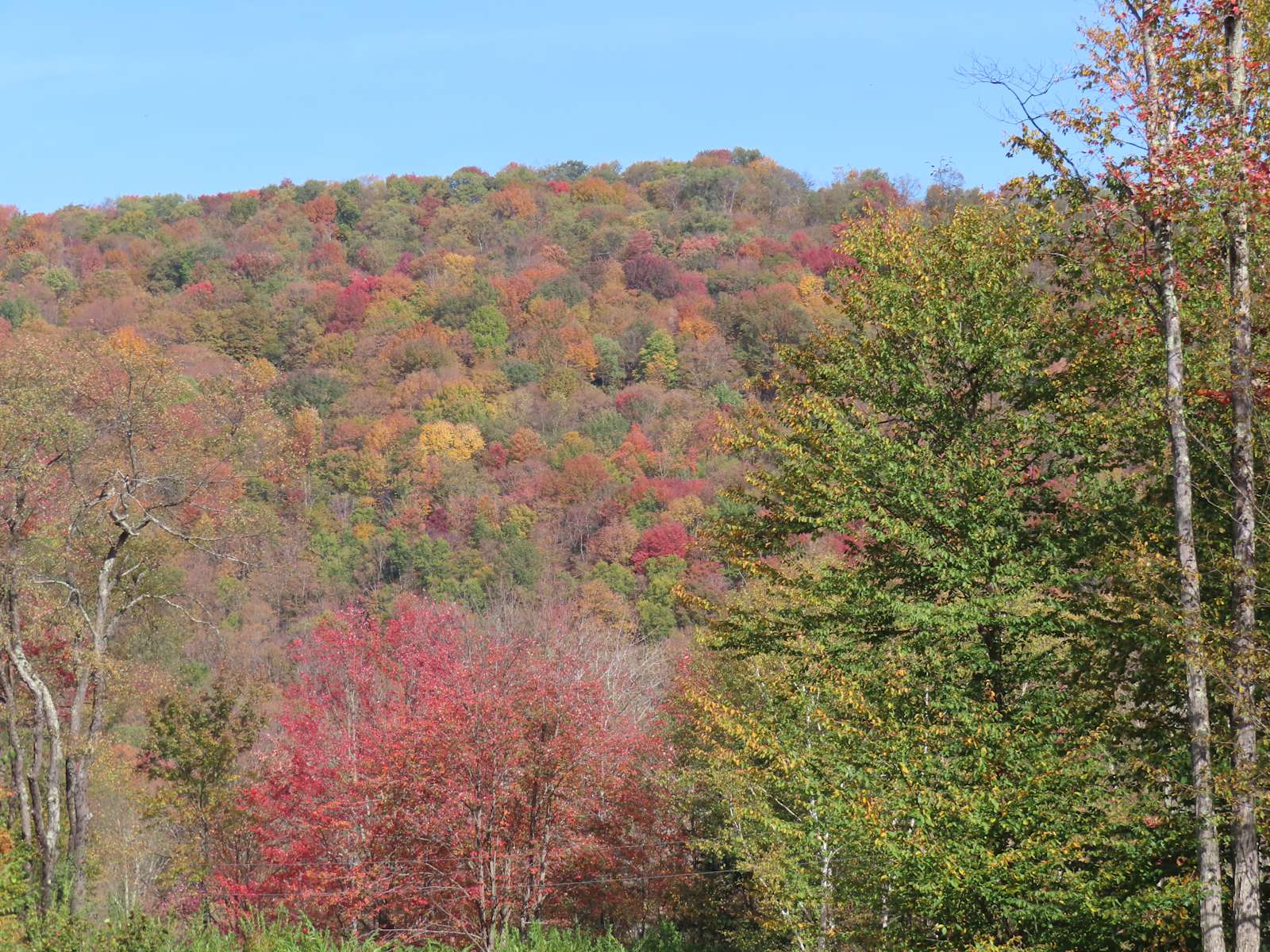 Camp Handsome Hollow - Hipcamp in Long Eddy, New York