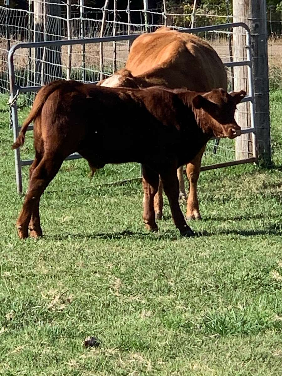 Flying Z Farm - Hipcamp in Benton City, Washington