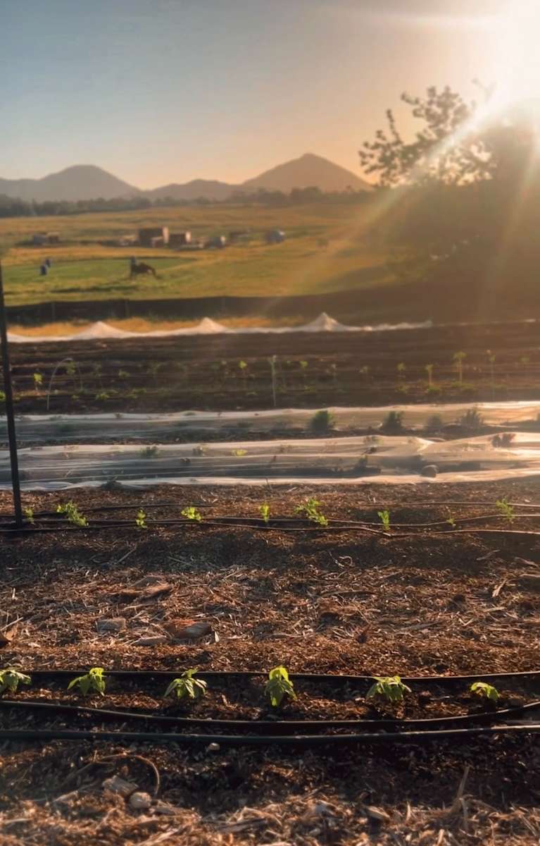 Rogue Farm - Hipcamp in Ramona, California