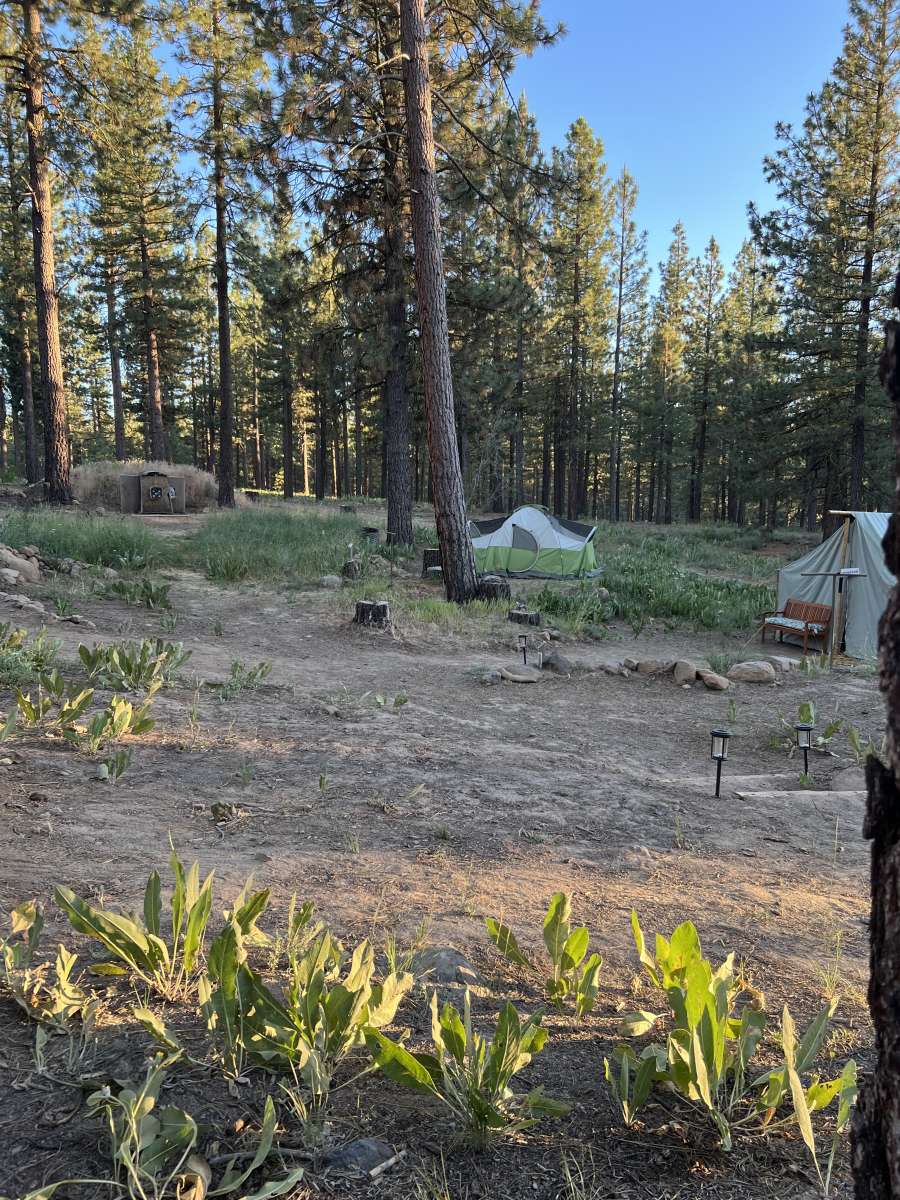 Pine & Dandy - Hipcamp in Portola, California