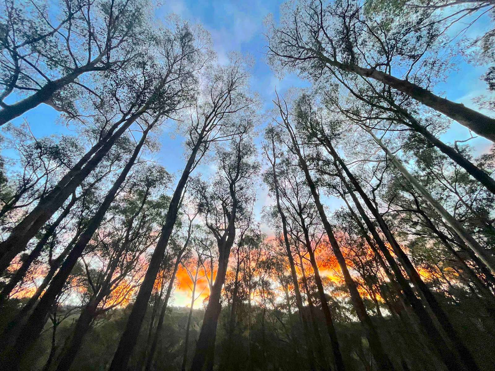 Bell Tent in Forest Near River - Hipcamp in Reefton, Victoria